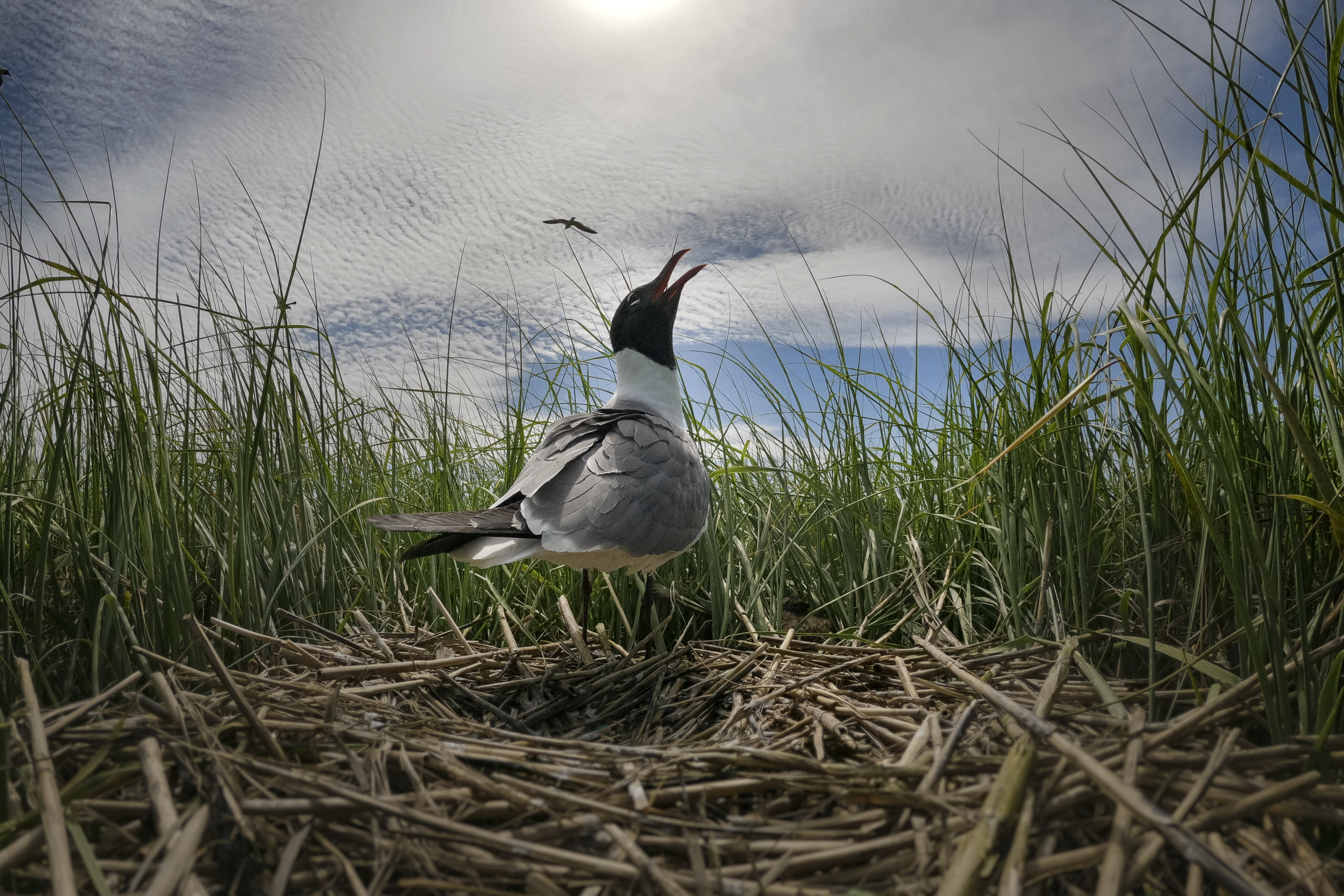 NJ Gulls - Return to Ring Island, hatchlings - nj.com