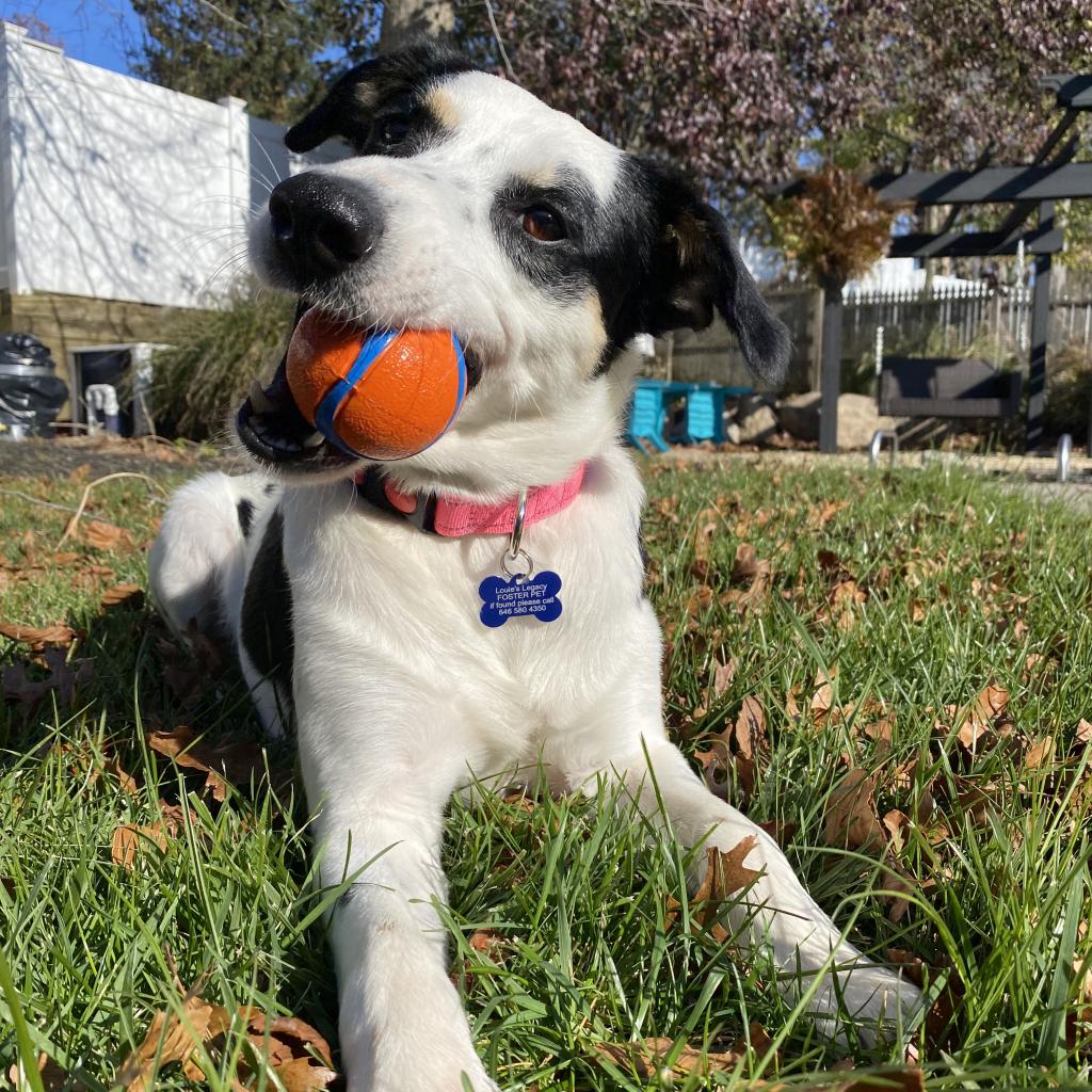 Whichever holiday you celebrate, let it be with a new pet. You won't ...