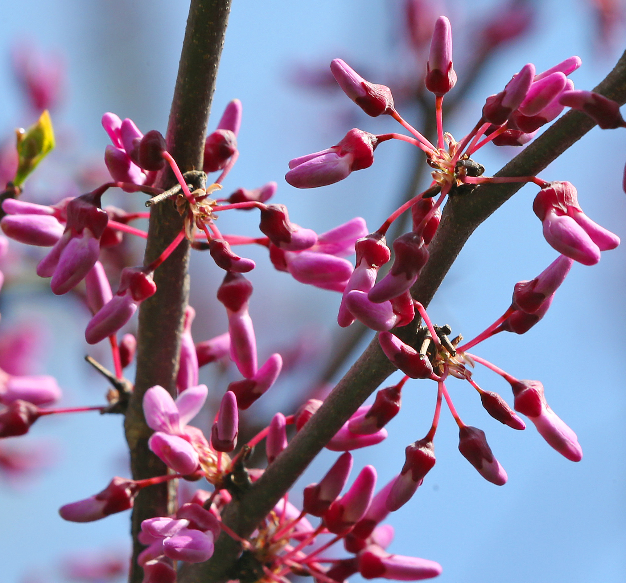 Spring is in the Northeast Ohio air 2022 - cleveland.com