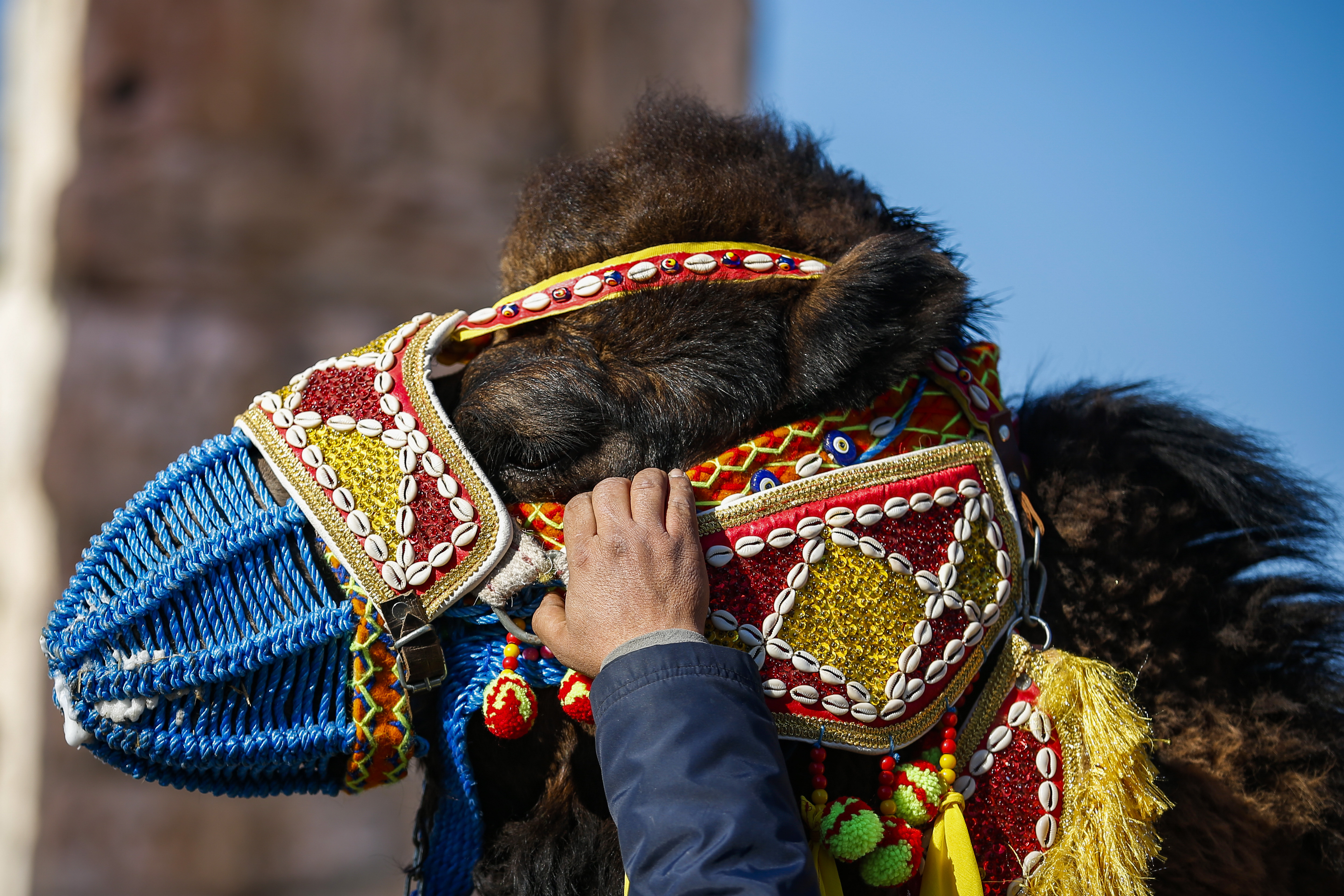 Bejeweled camels compete during festival in Turkey - pennlive.com