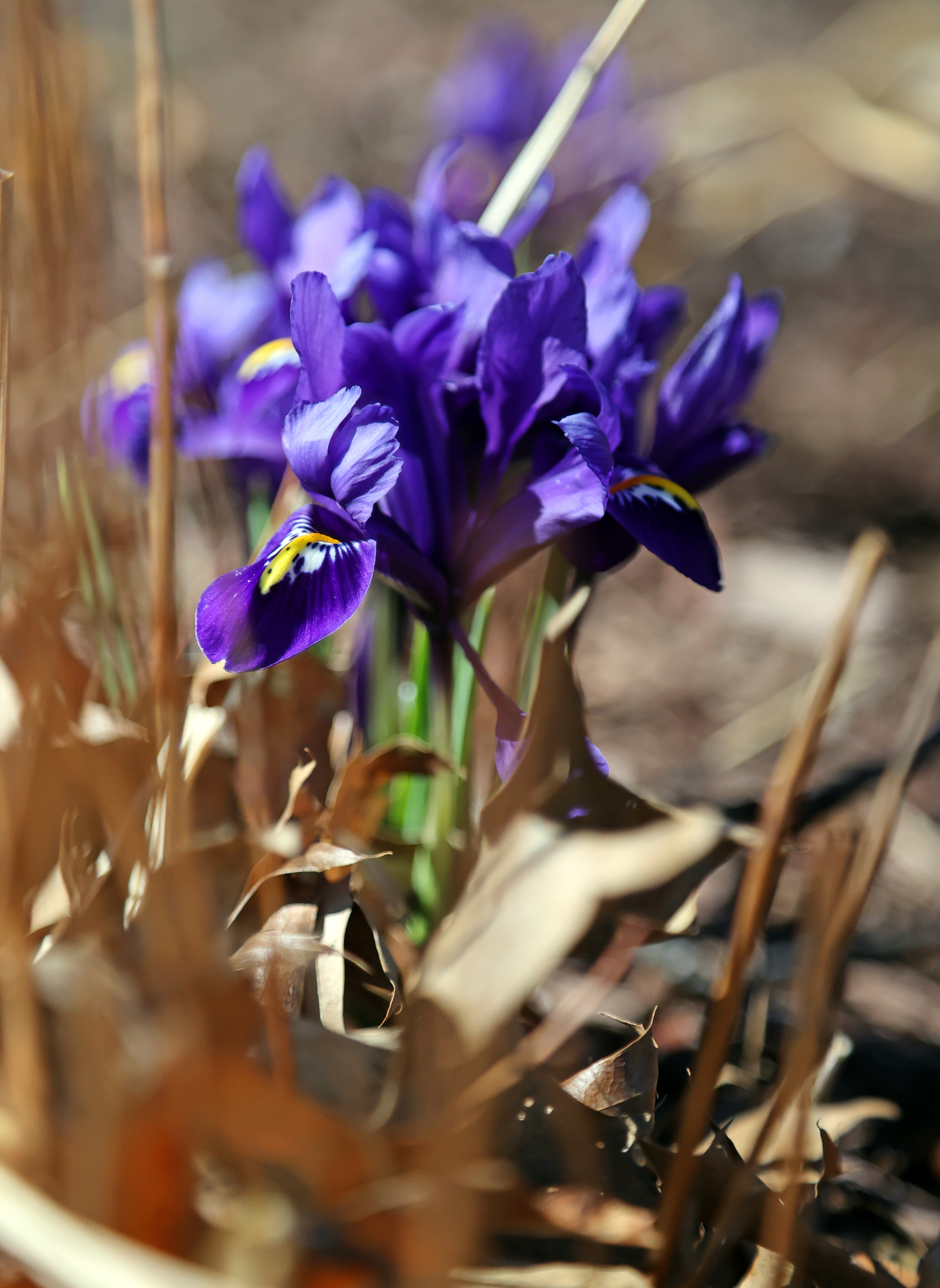 Spring blooms in Northeast Ohio - cleveland.com