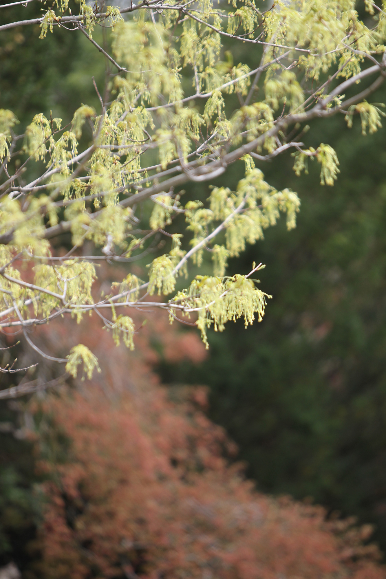 Lake View Cemetery in full bloom - cleveland.com