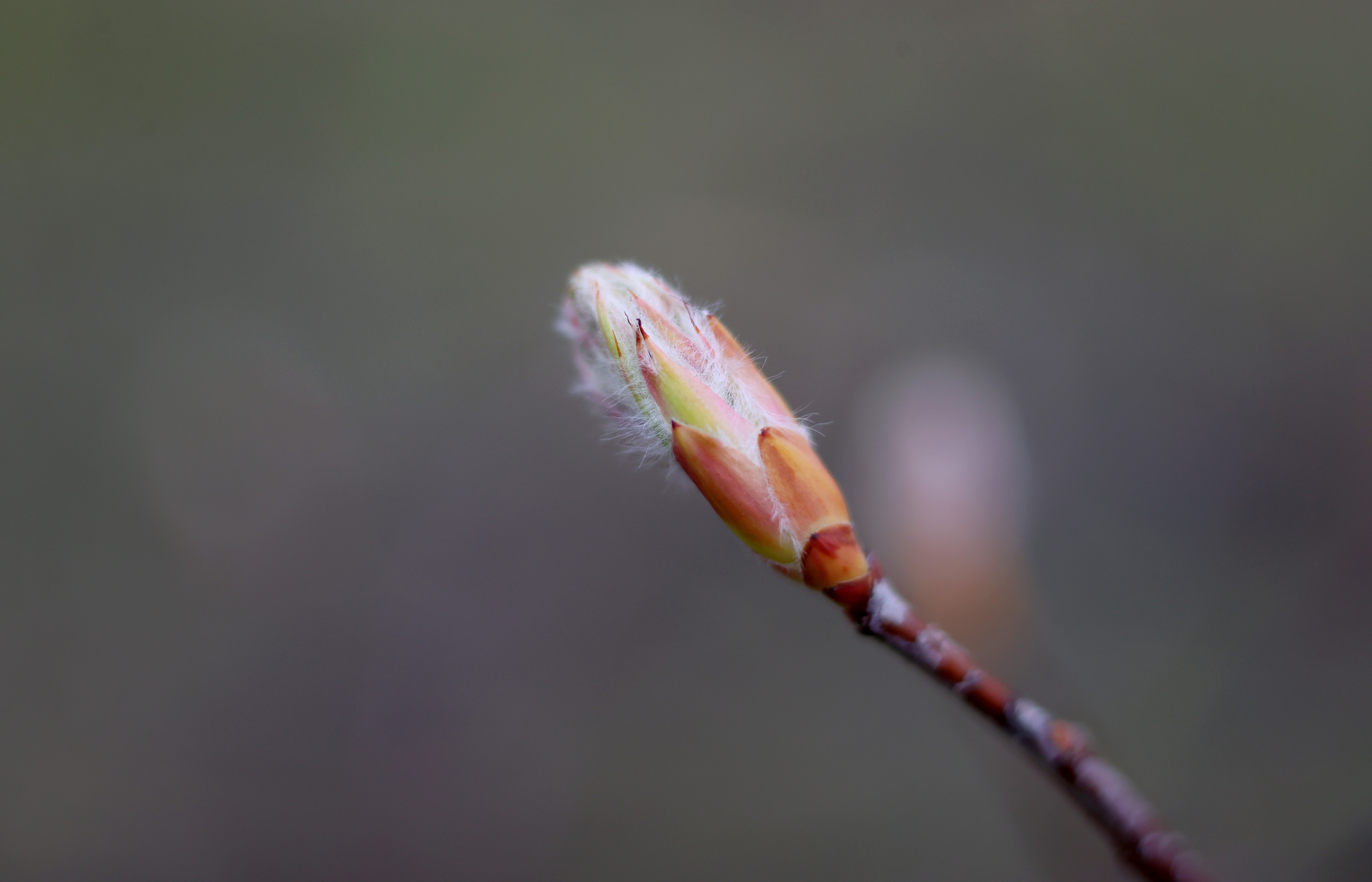Spring continues to emerge in Northeast Ohio, March 26, 2024 ...