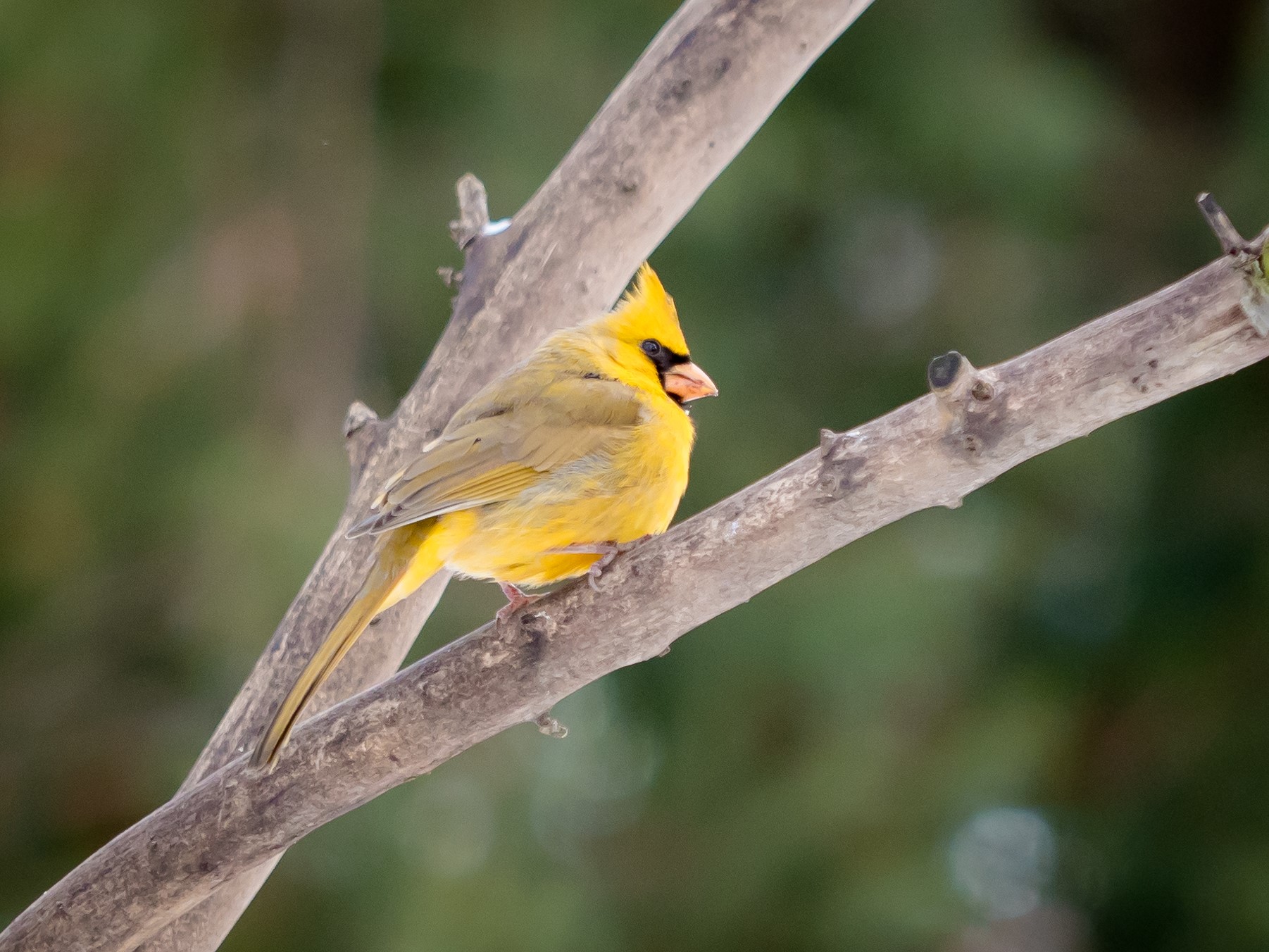 Michigan is home to a rare yellow-colored northern cardinal - mlive.com