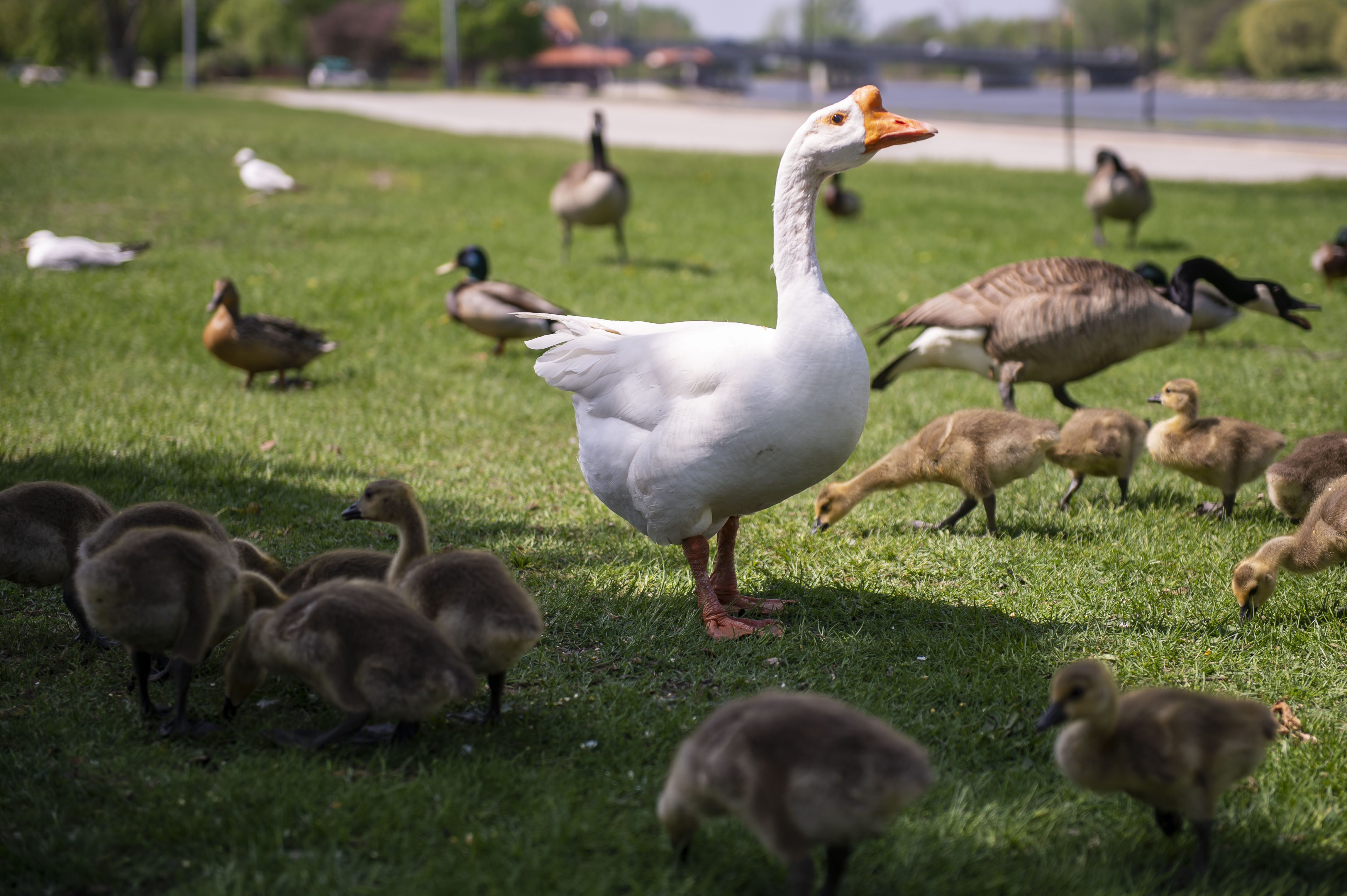 Bay City Bigelow Park’s singular white goose has died - mlive.com