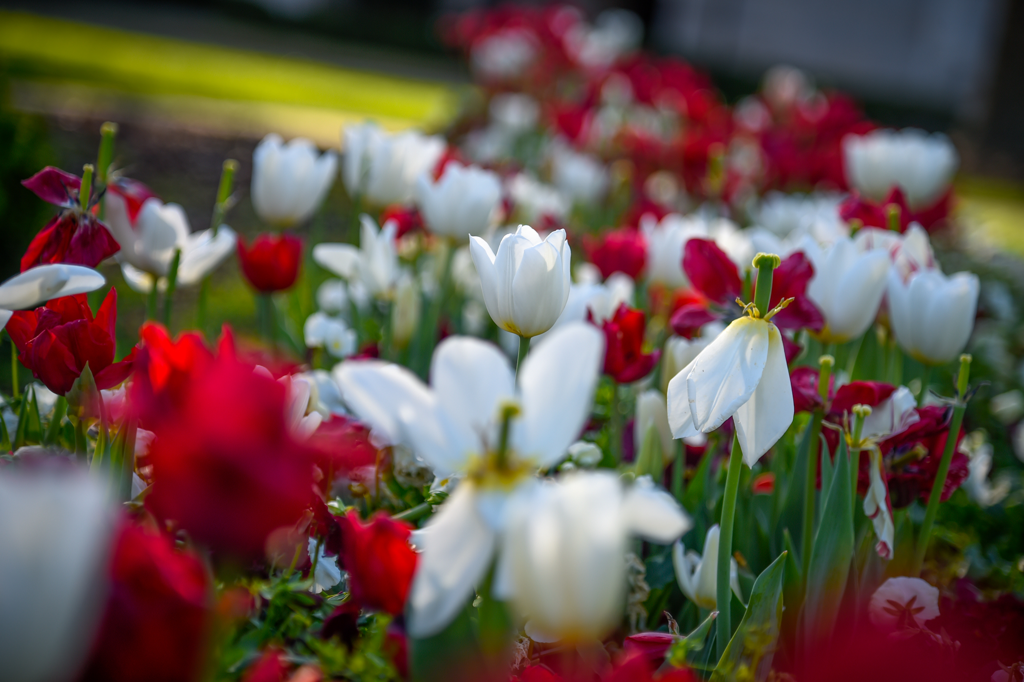 University of Alabama First Day of Spring 2021 - al.com