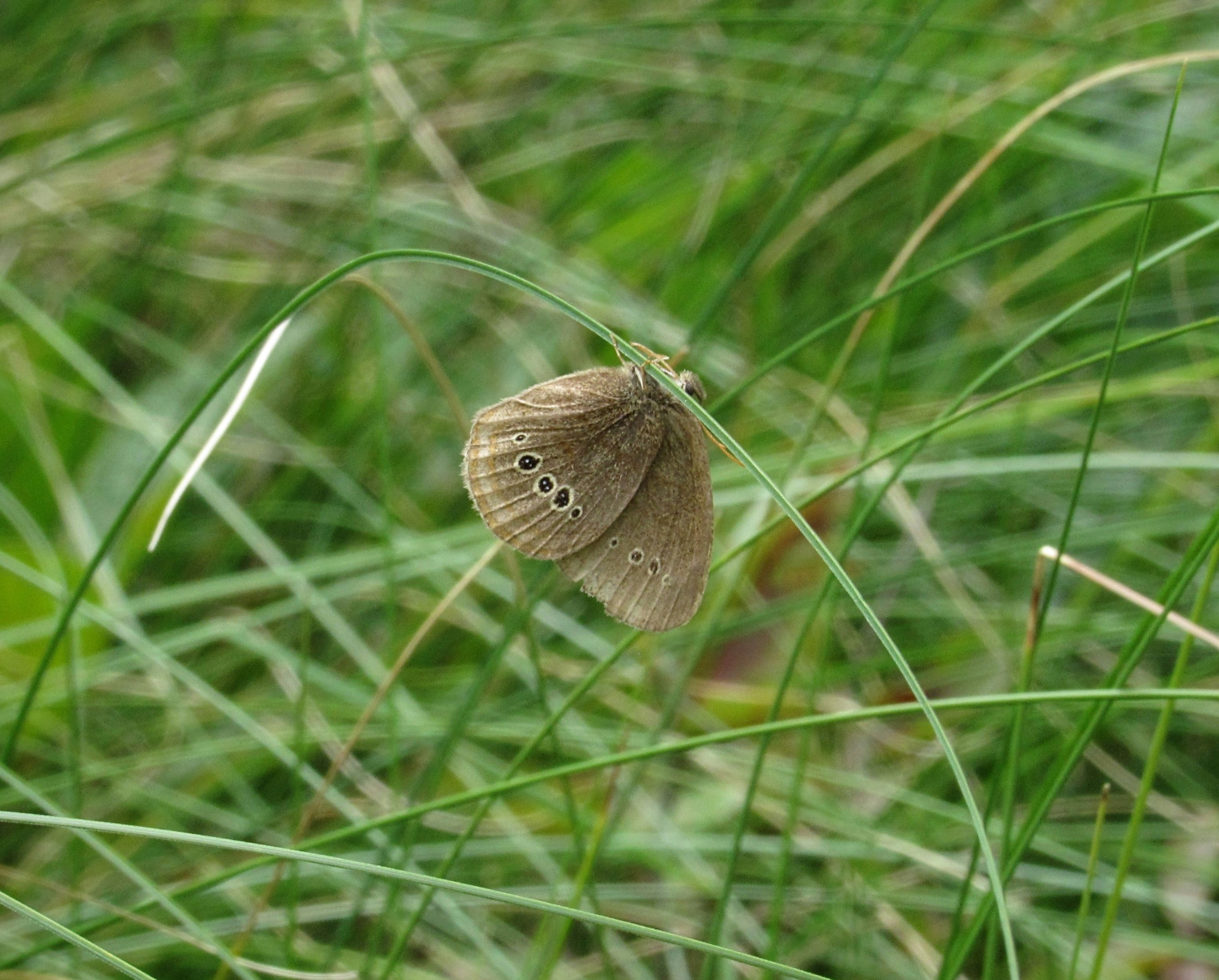 Mitchell's satyr butterfly conservation efforts - mlive.com