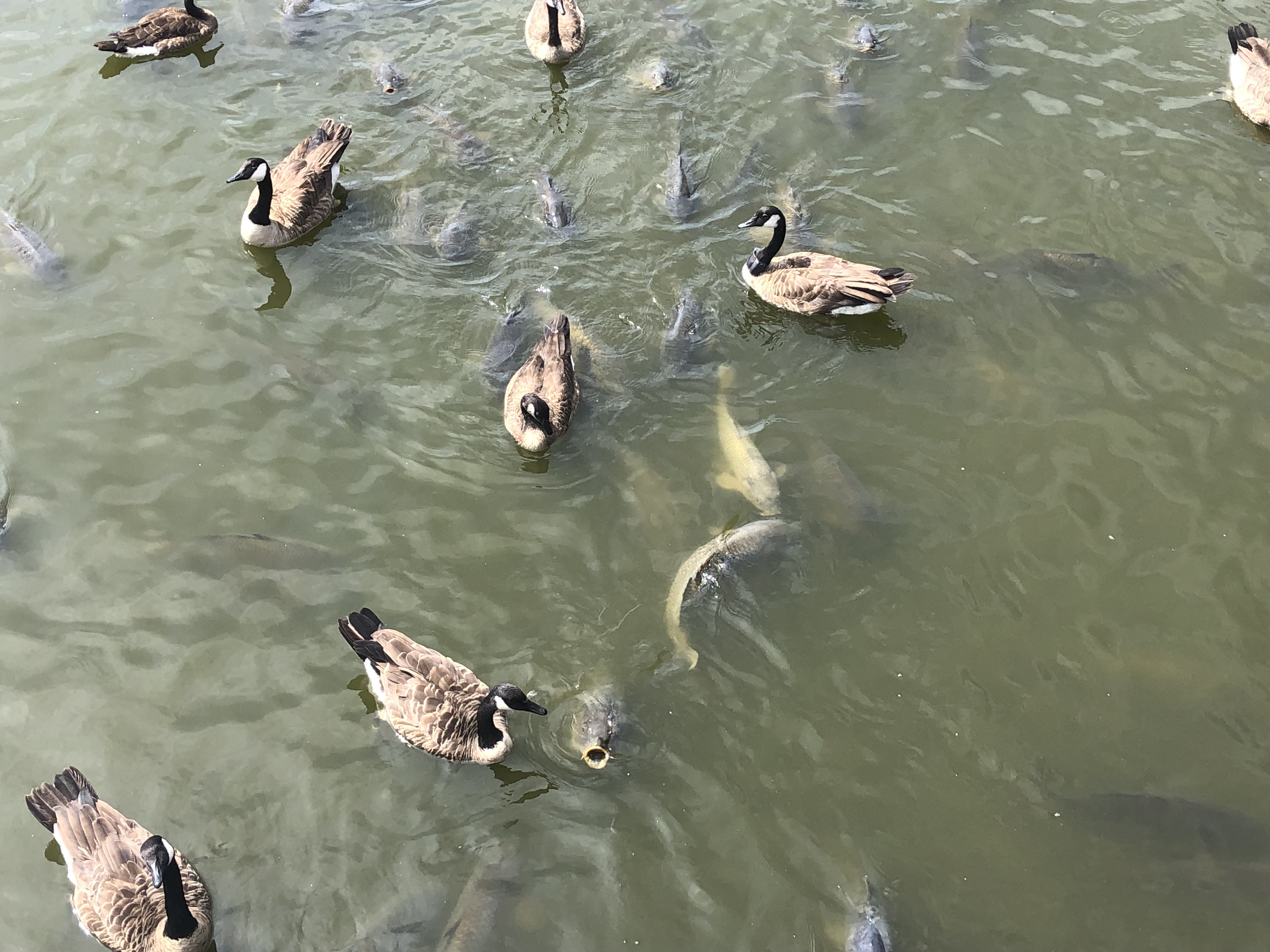 Pymatuning Spillway - cleveland.com
