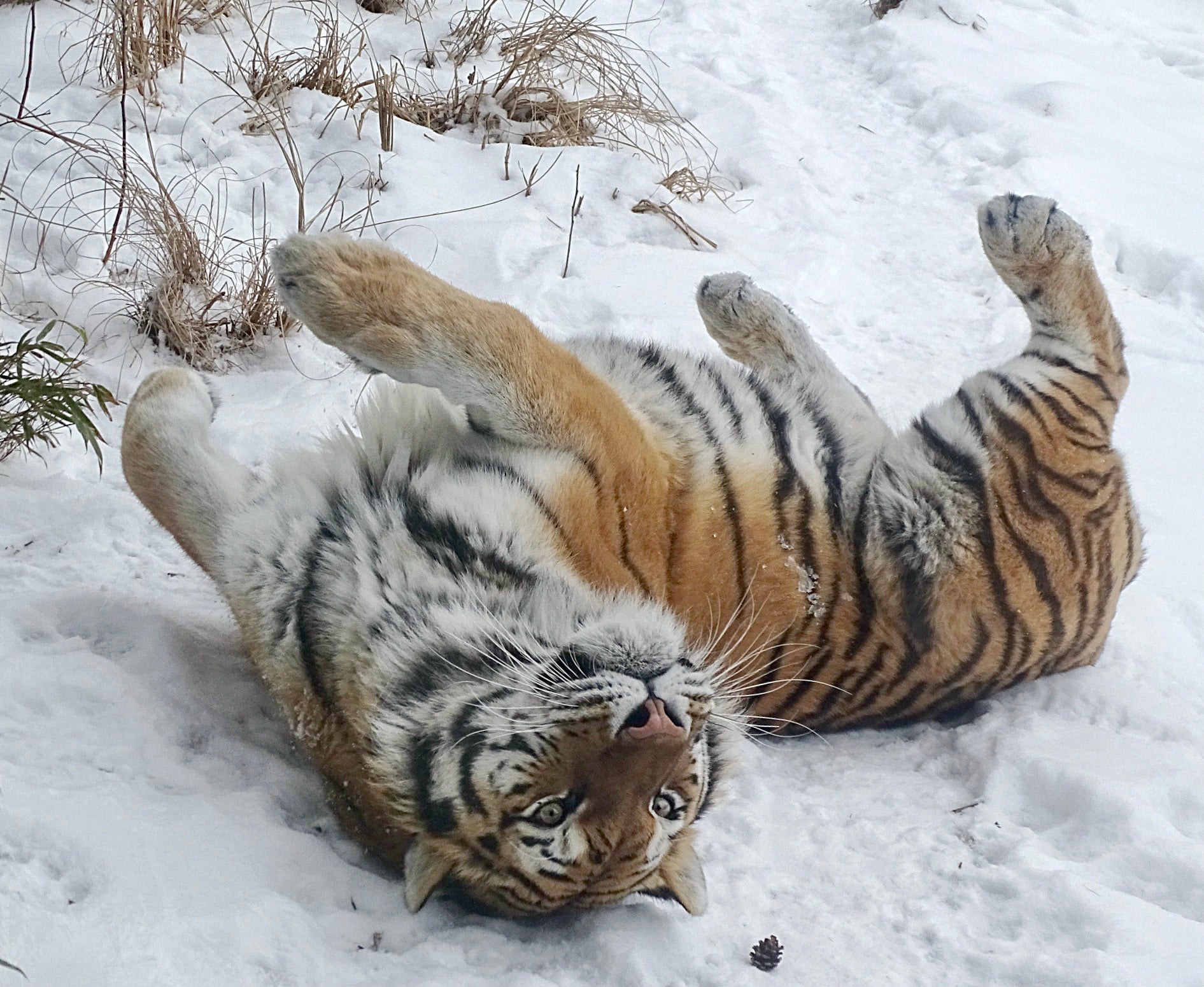 The Detroit Zoo's newest tiger, Ameliya - mlive.com