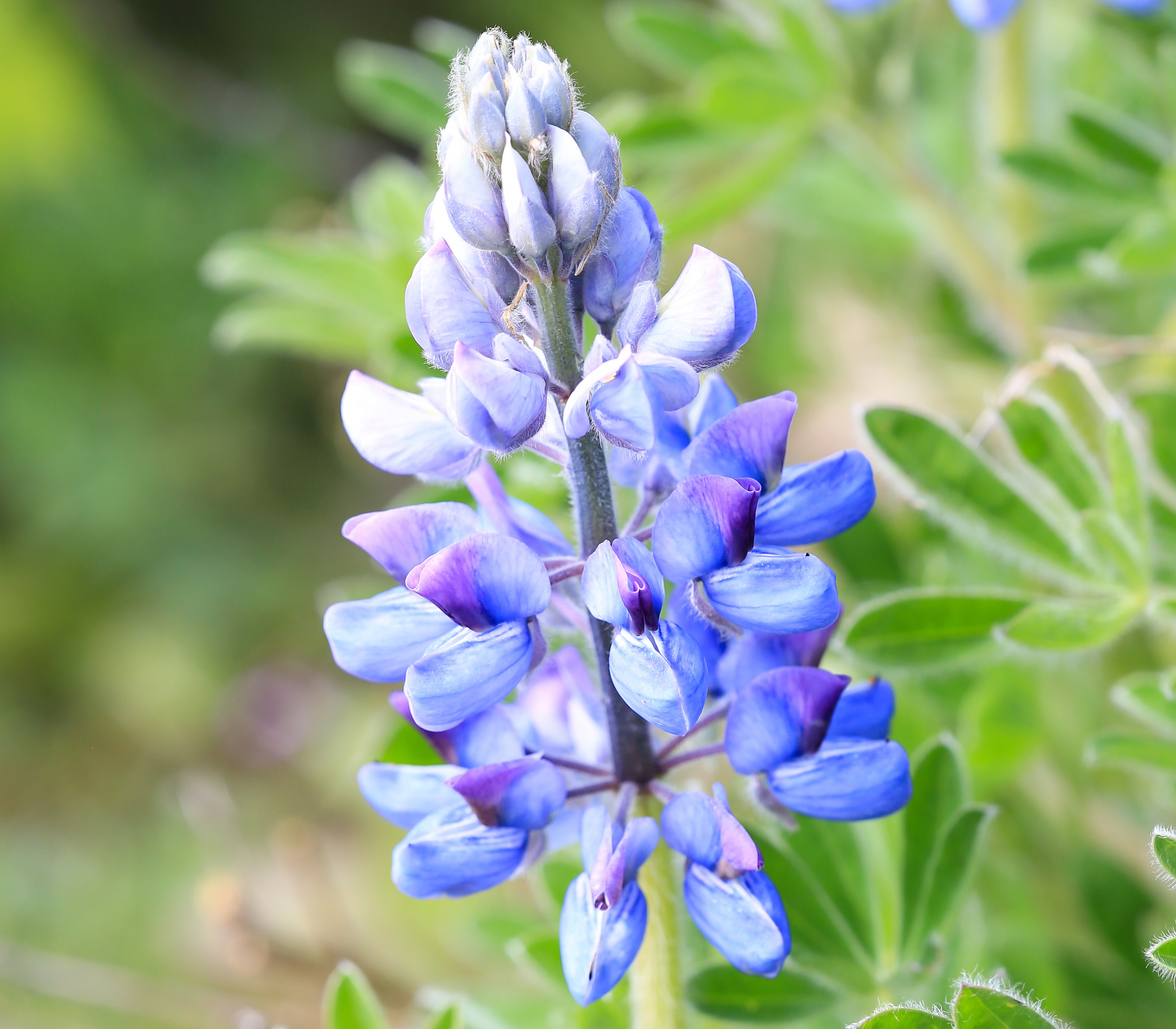 Michigan's native sundial lupine wildflower - mlive.com