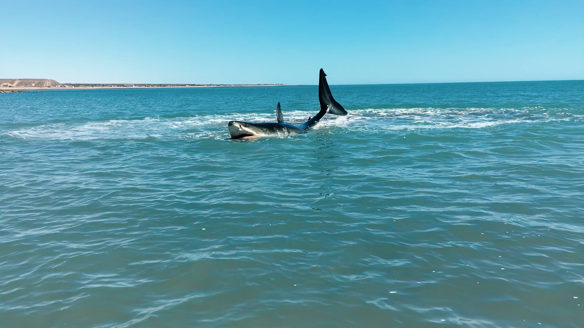 Shark Week: See these incredible photos of sharks from Discovery ...