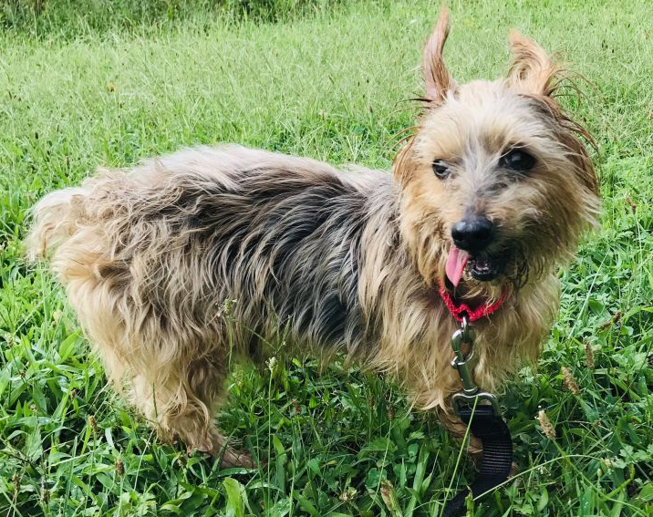 N.J. pets in need: Nov. 8, 2021 - nj.com