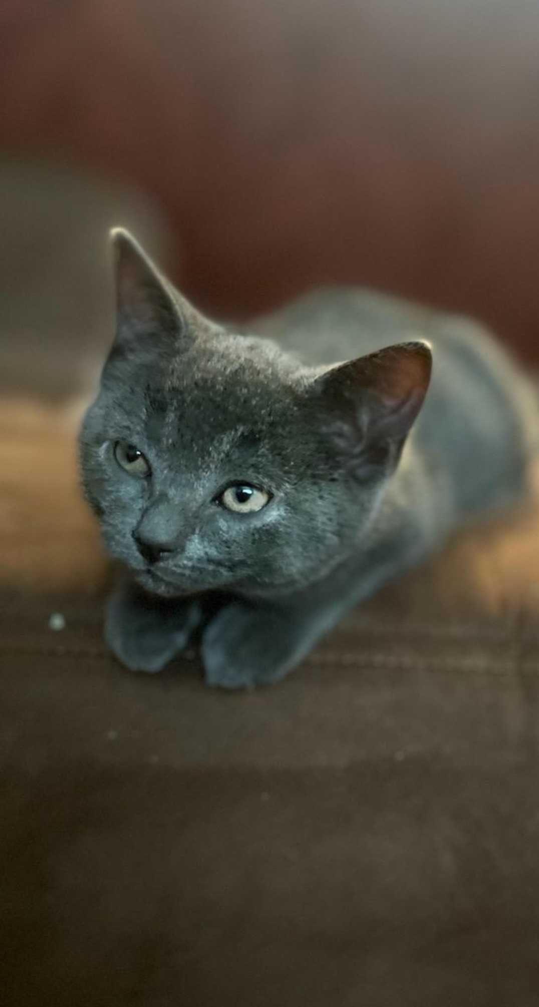 Happy New Year! Keep your furry friends safe during the holiday ...