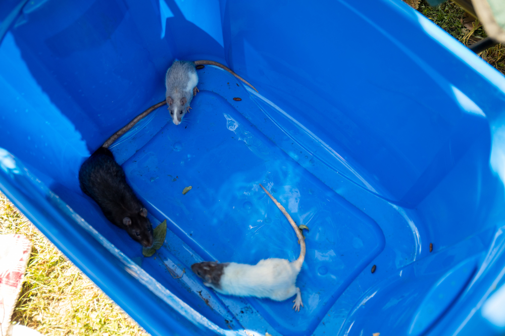 Abandoned domestic rats caught in Harrisburg - pennlive.com