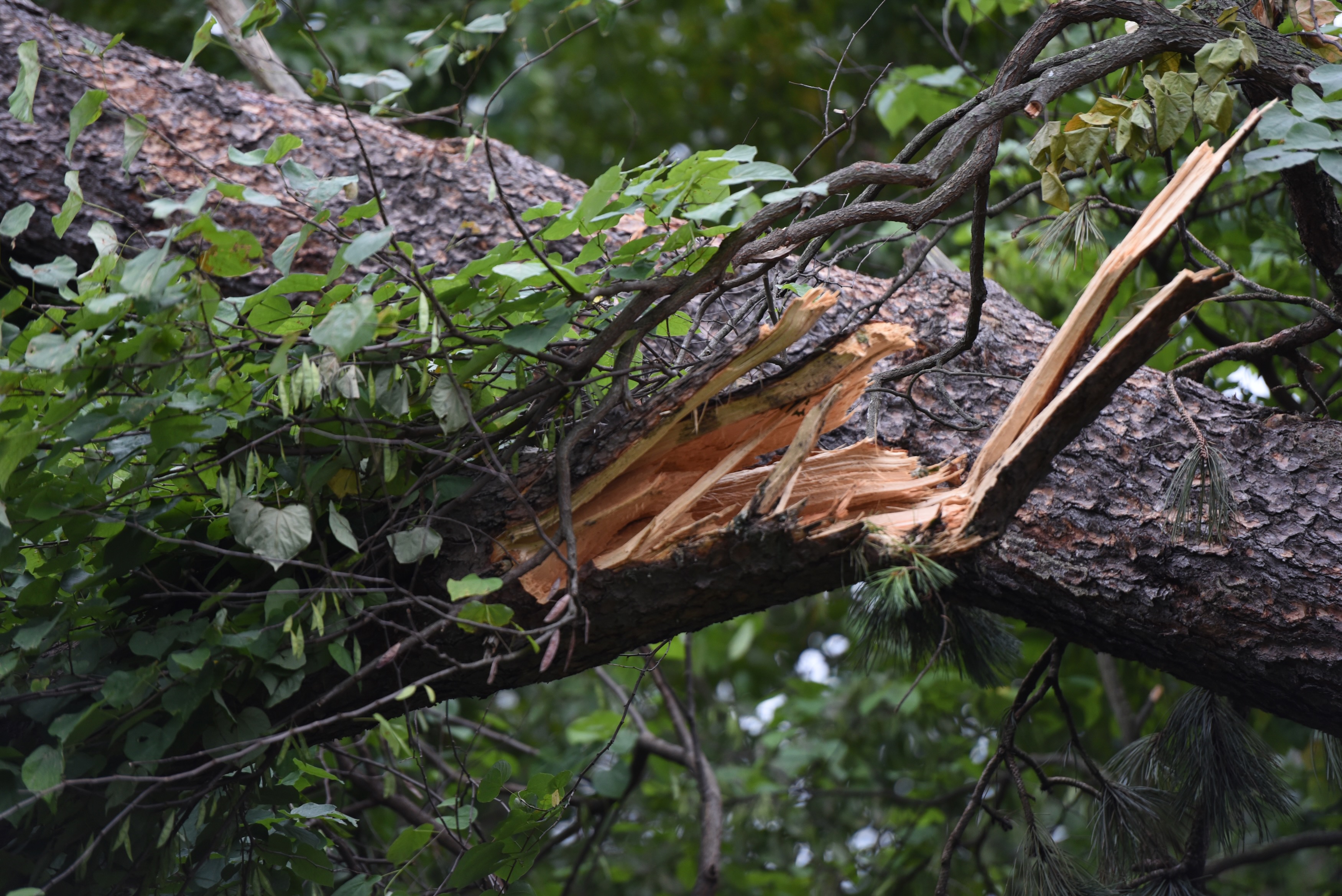 Storm topples trees in Nichols Arboretum in Ann Arbor - mlive.com