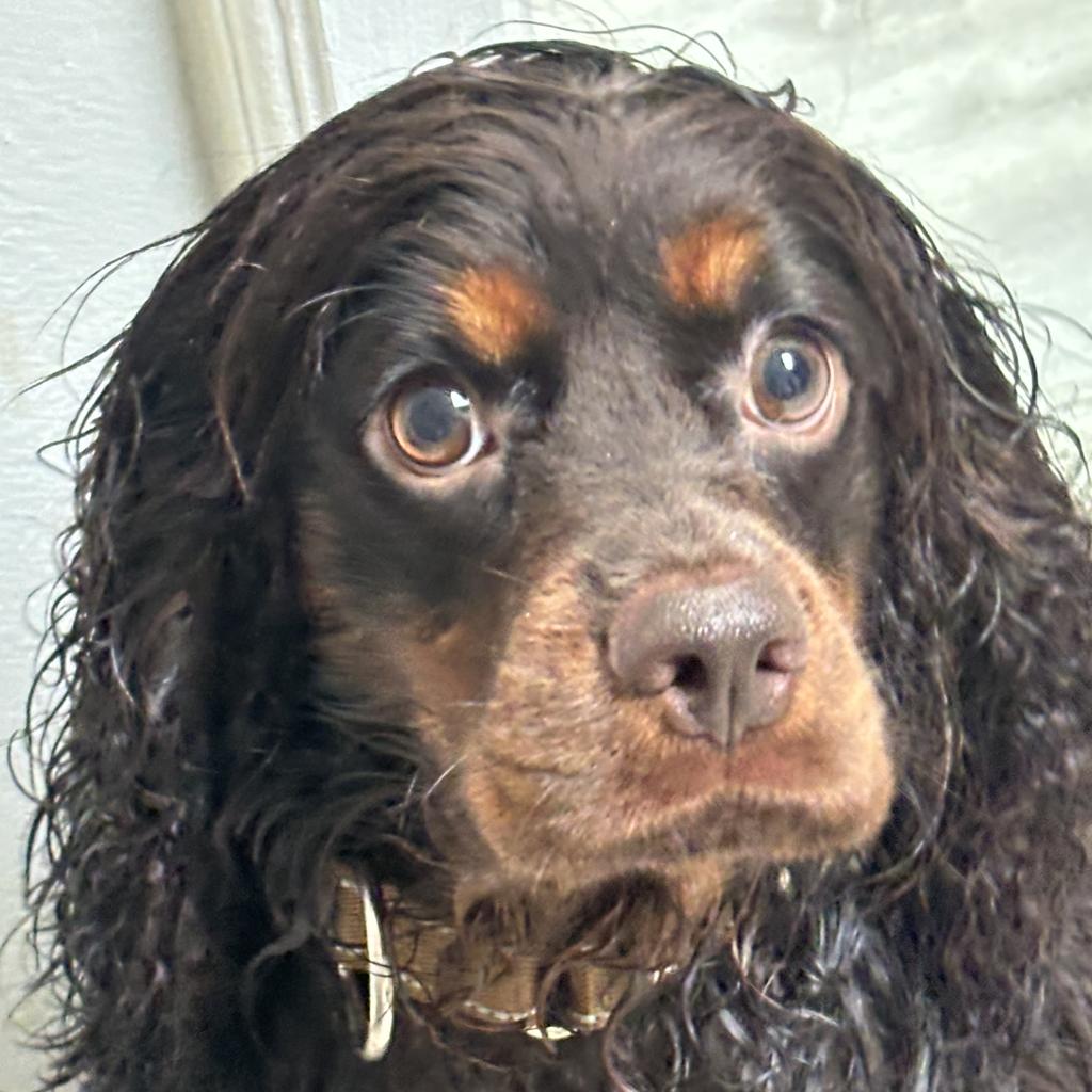 Celebrations, warm weather, family, and friends; add an adoptable pet ...