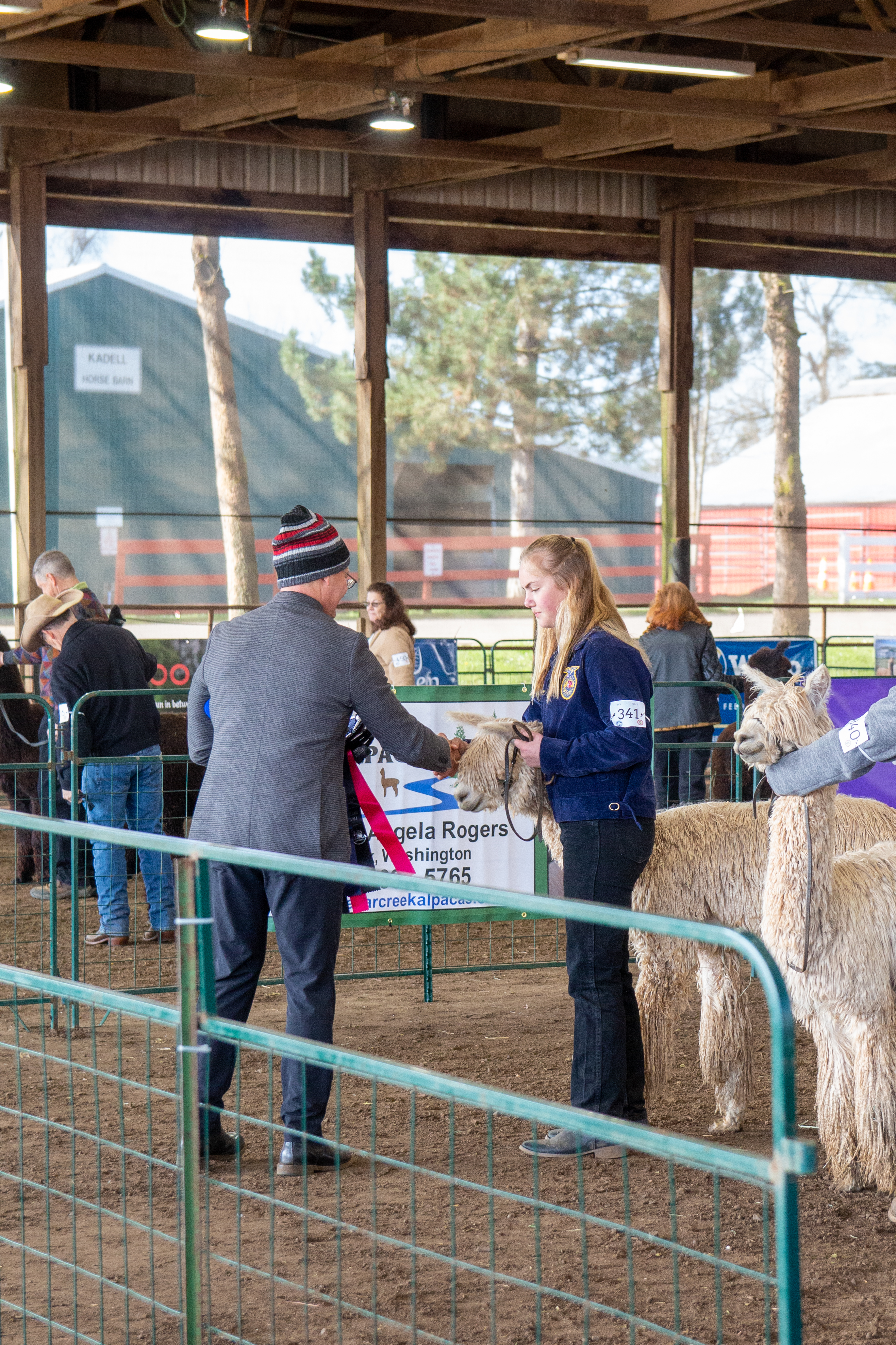 Award-winning alpacas compete in McMinnville - oregonlive.com