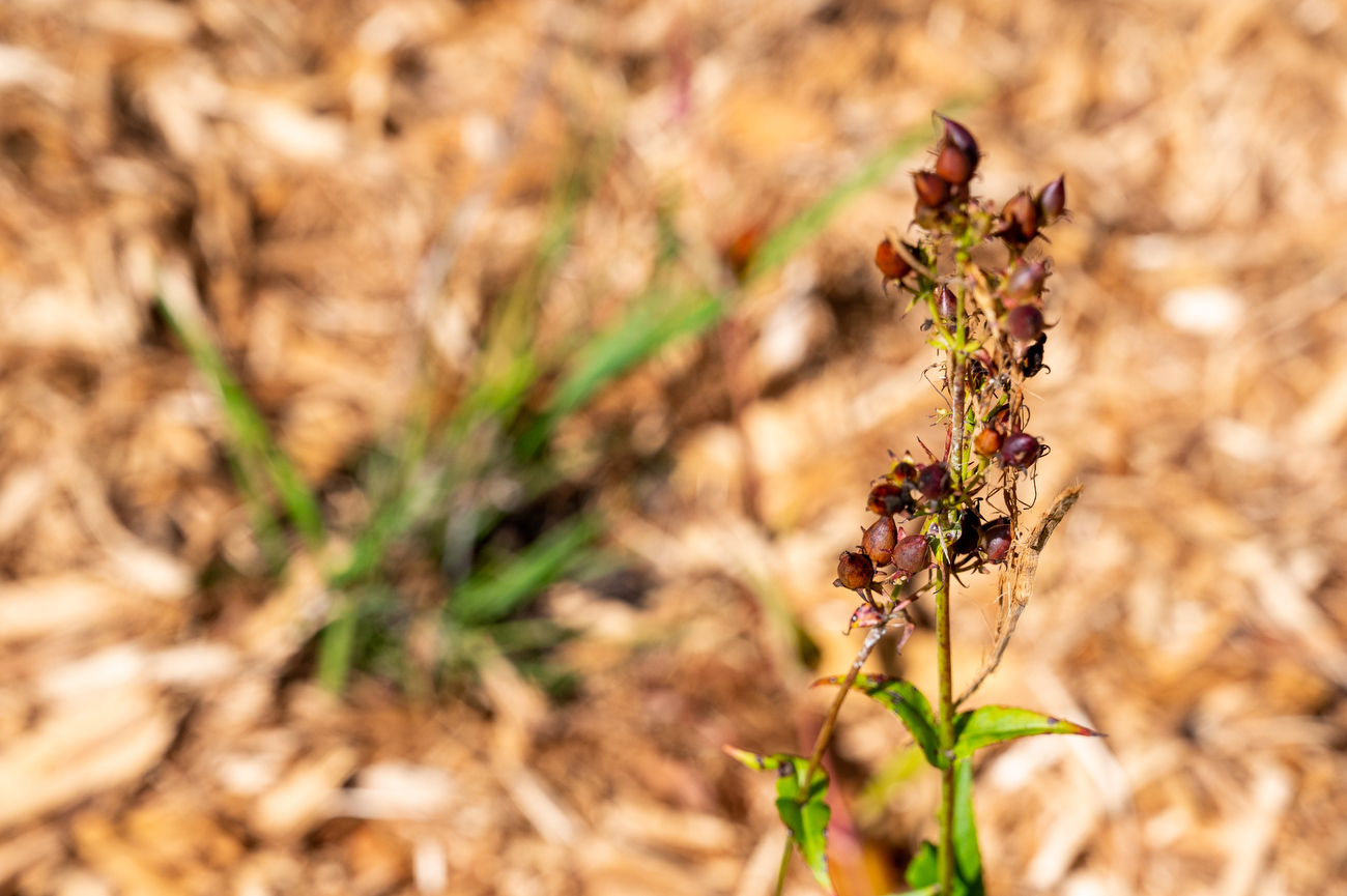 Native plant gardening in Washtenaw County - mlive.com