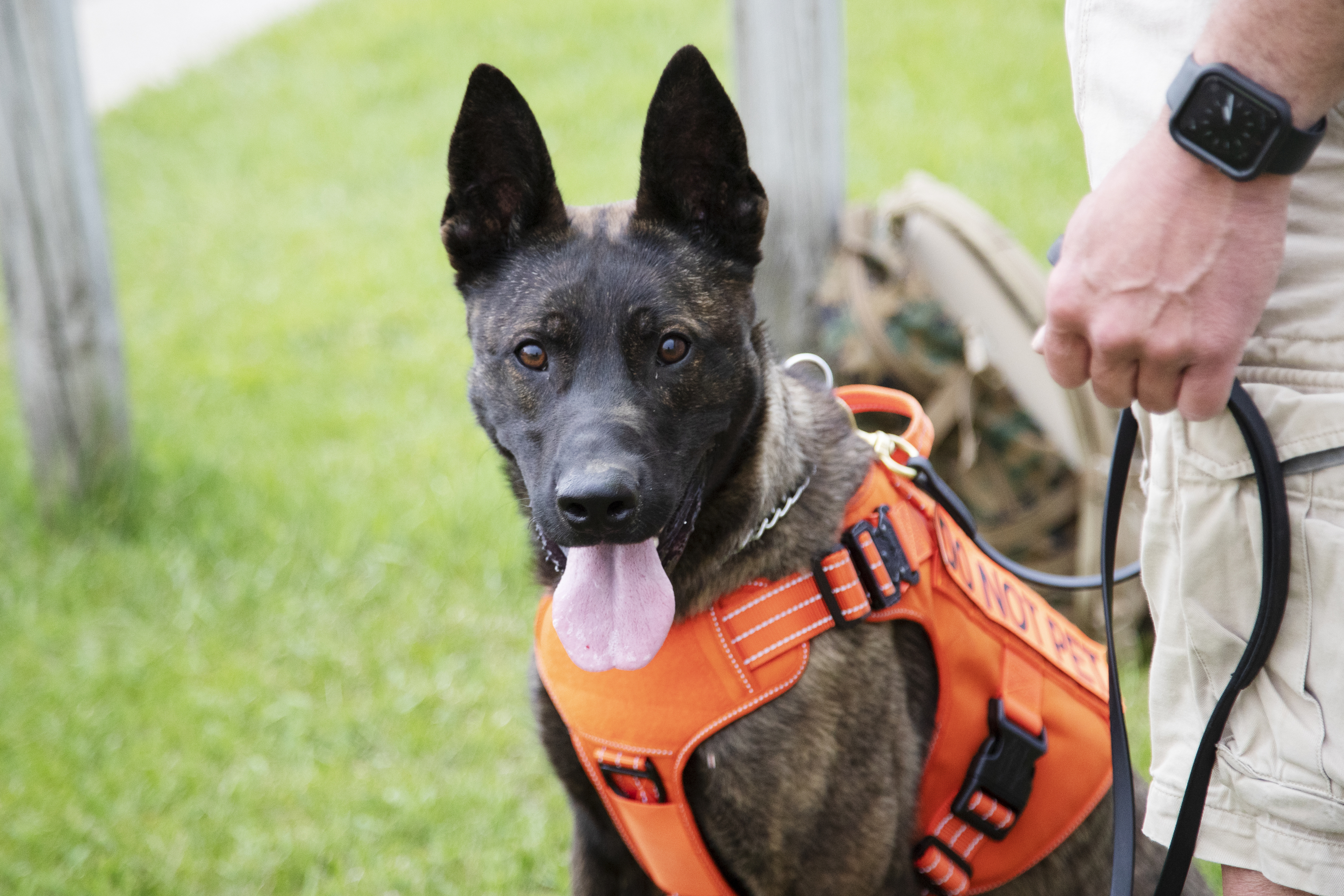 Meet Hans and Greta, the S.S. Badger's new K9s - mlive.com