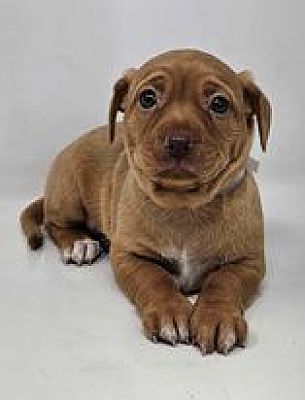 Rain or shine, it's a beautiful day! Enjoy your days with an adoptable ...