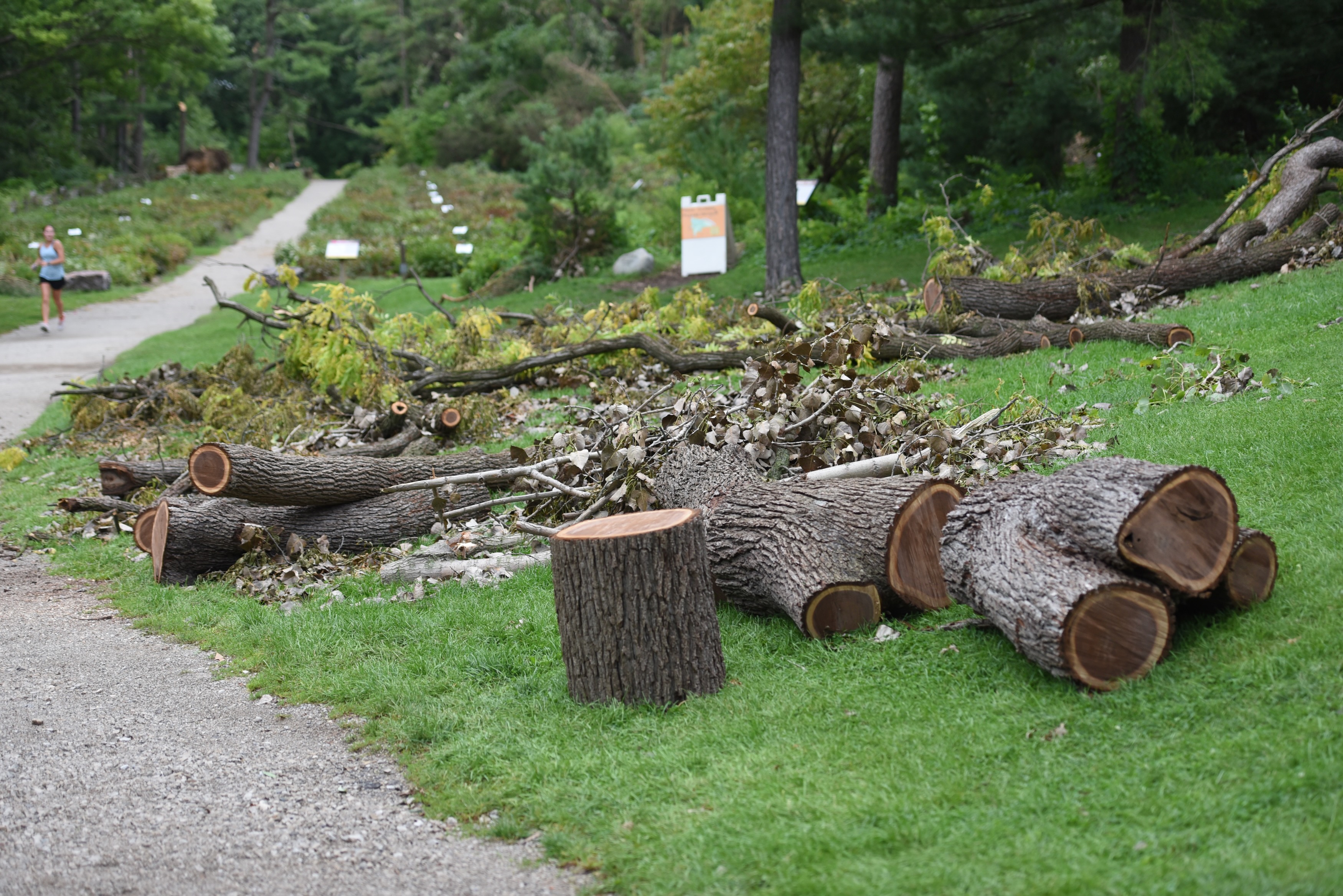 Storm topples trees in Nichols Arboretum in Ann Arbor - mlive.com
