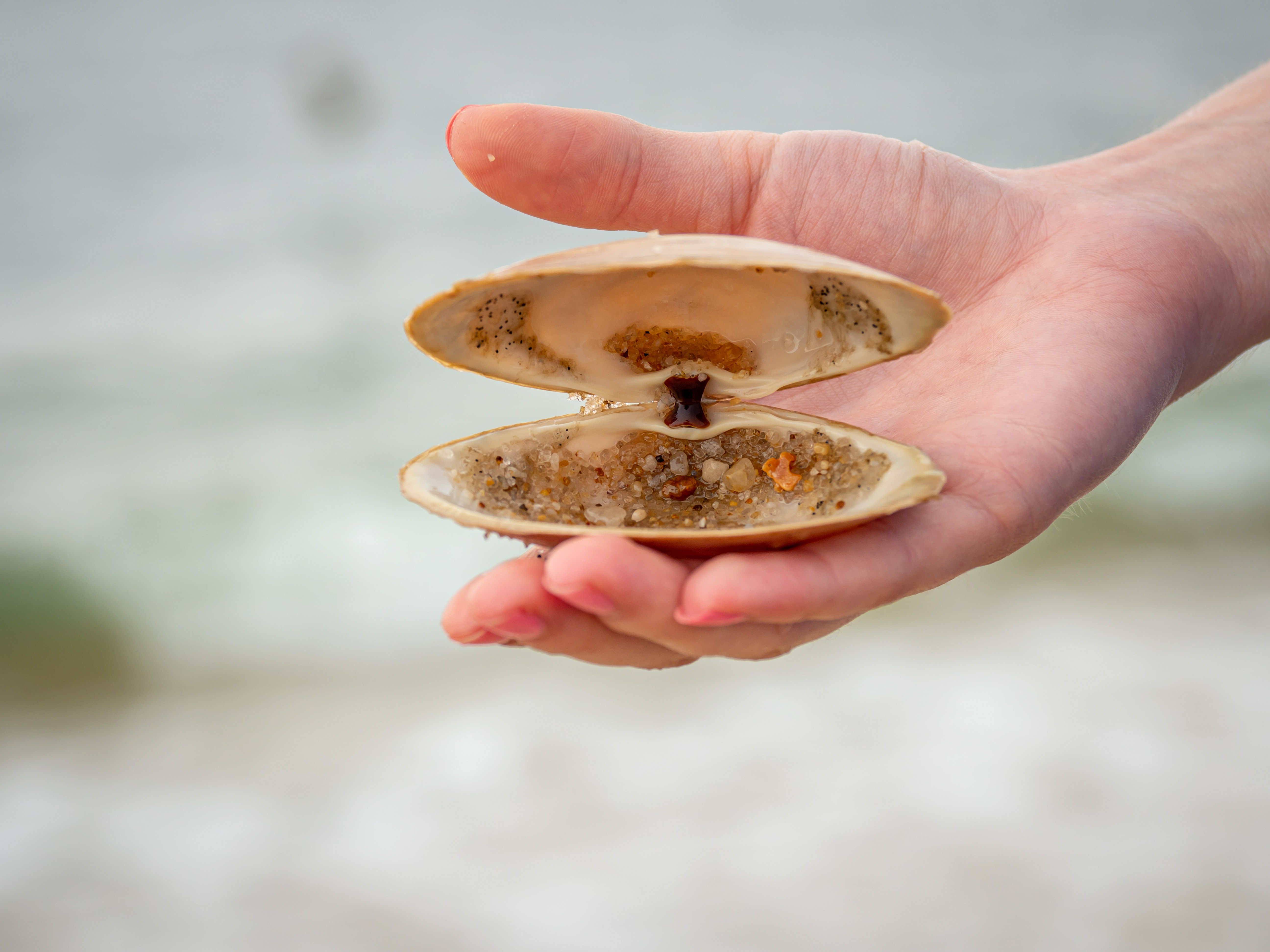 Seashells around Sandy Hook Beach - nj.com