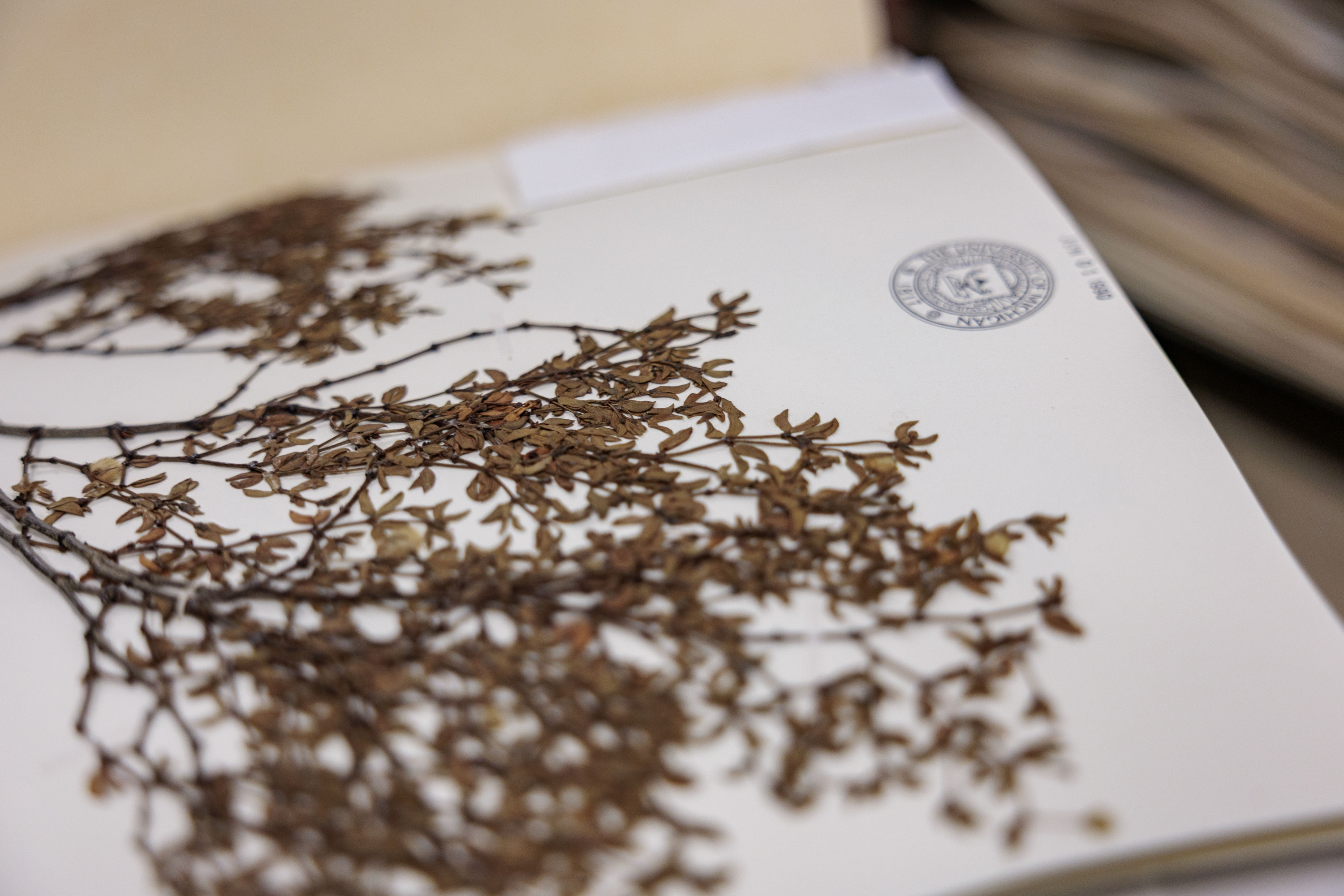 University of Michigan’s Zoology Museum and Herbarium at Research ...