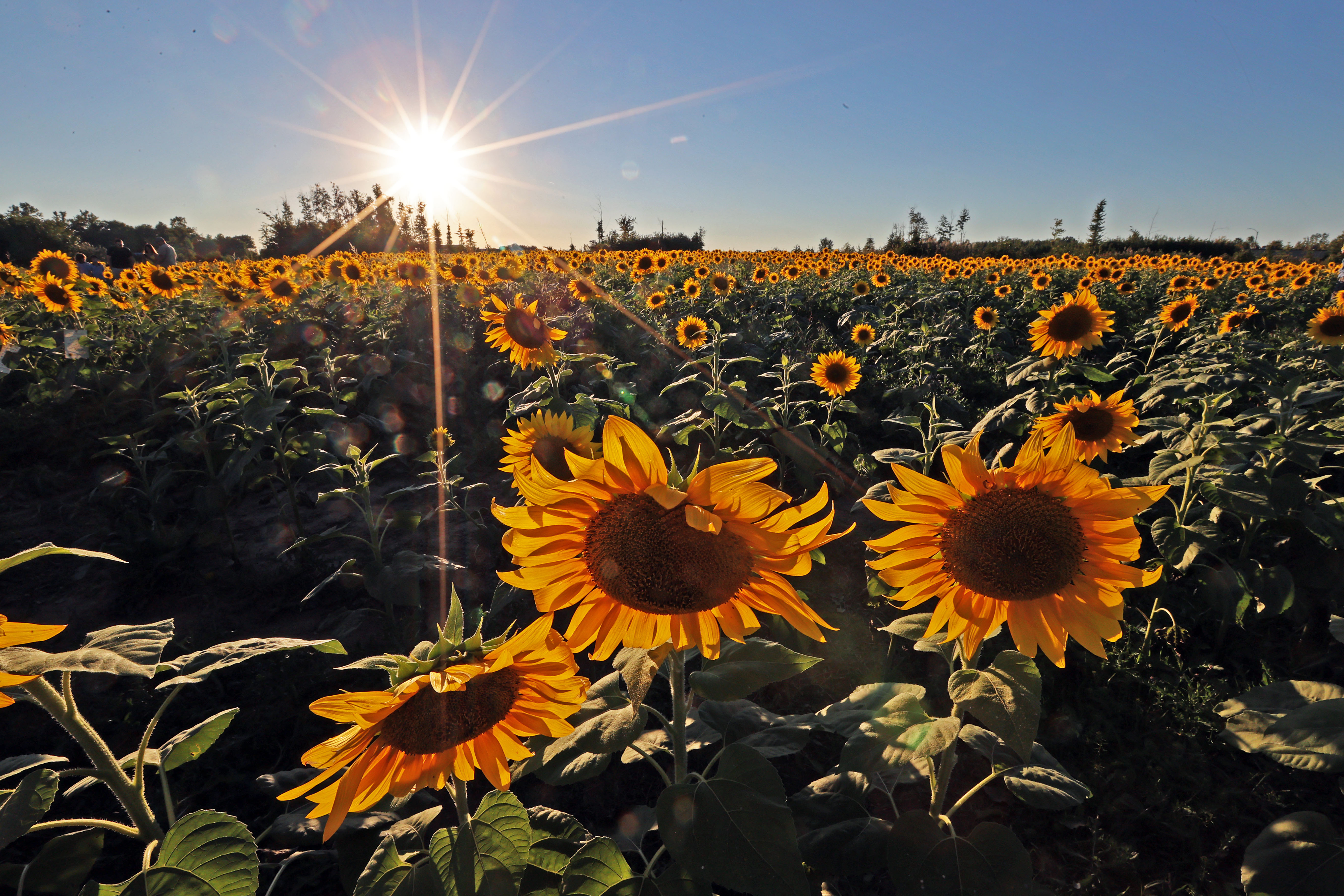Maria’s Field of Hope in Avon is in full bloom, September 29, 2021 ...