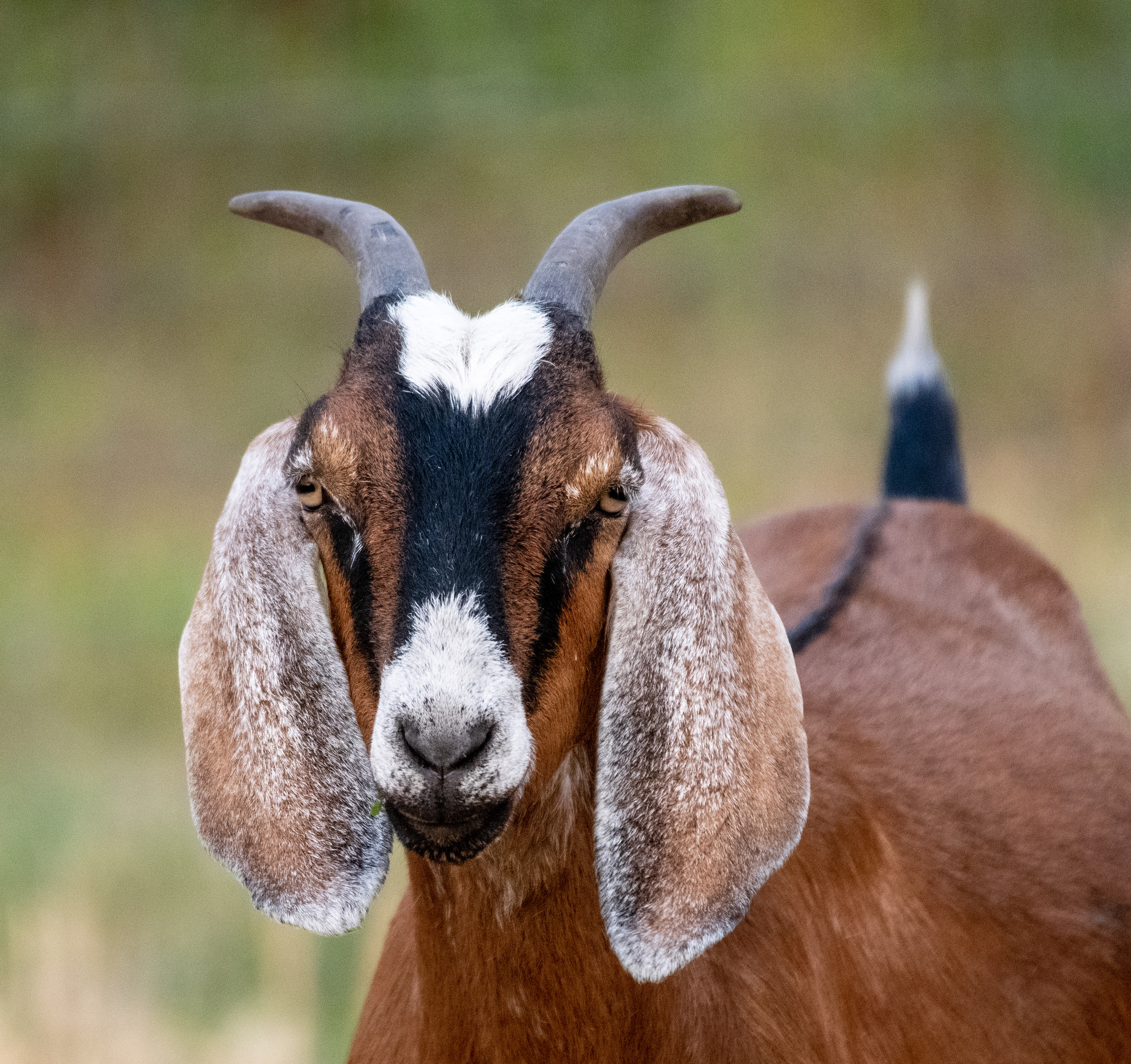 Tikkun Olam Farm Sanctuary - oregonlive.com