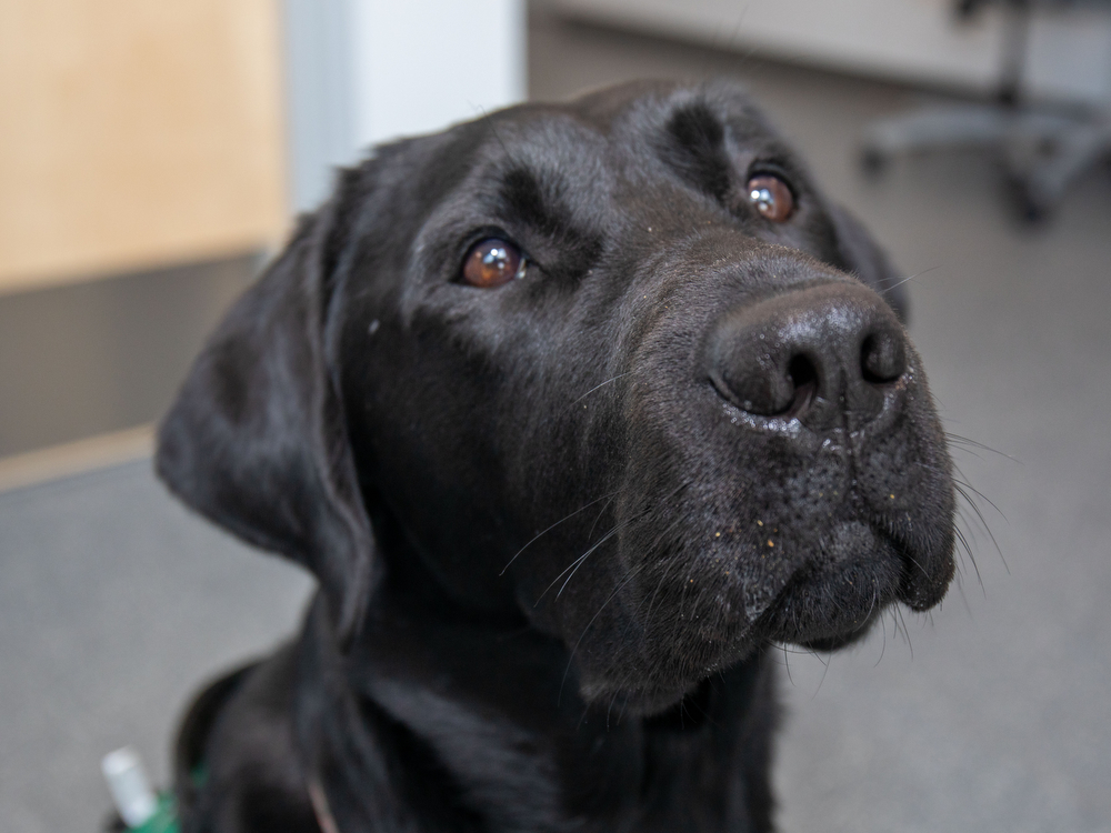 Susquehanna Service Dogs opens new training center in East Hanover ...