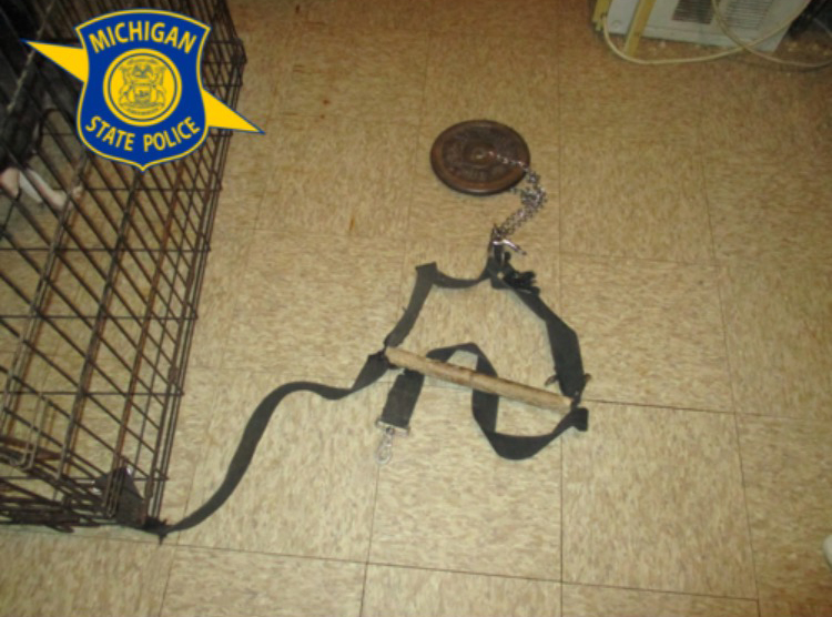 Police discover large dog fighting ring in Flint - mlive.com