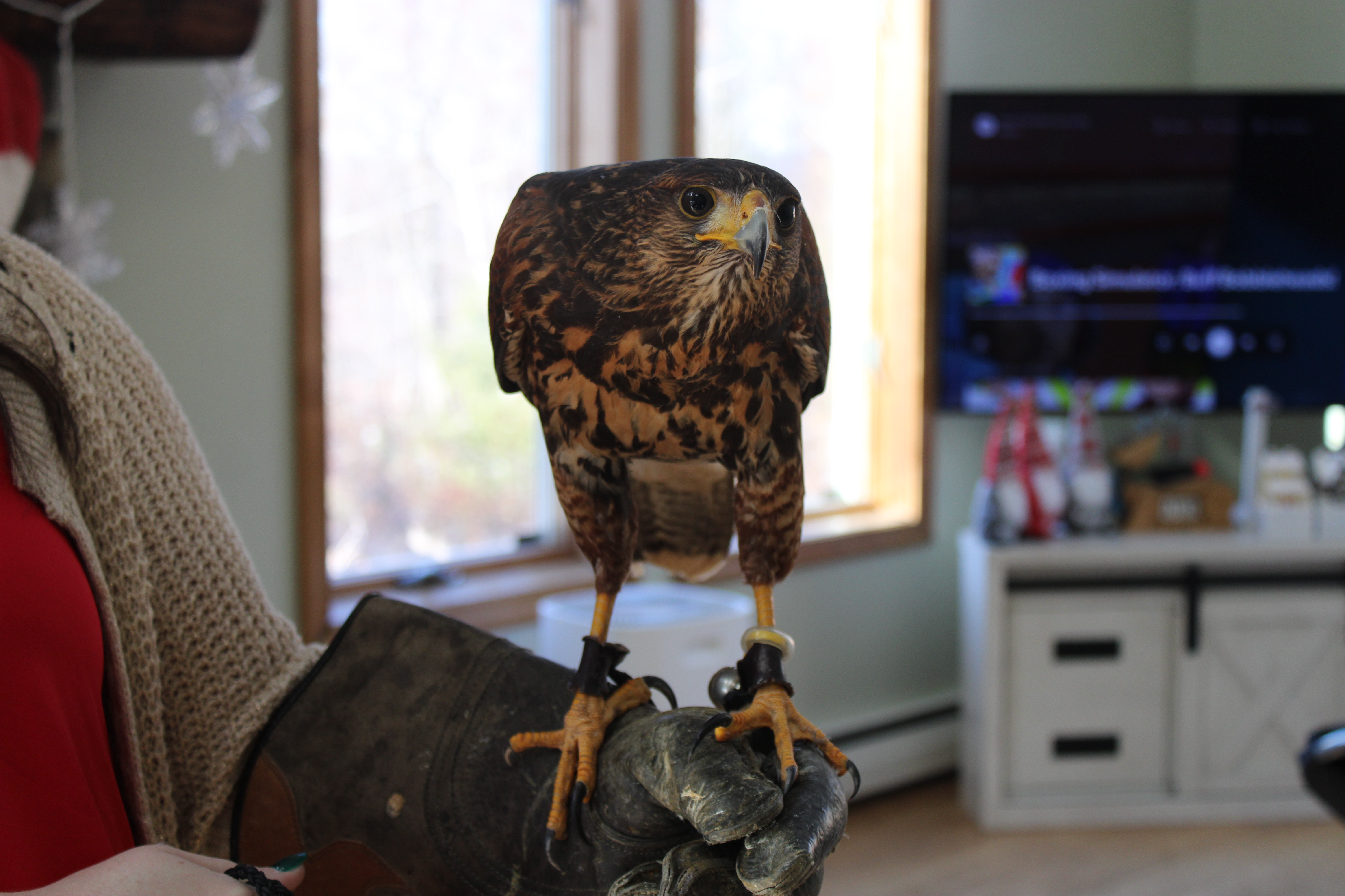 Eagle Owl Foundation in Palmer aims to support birds of prey - masslive.com