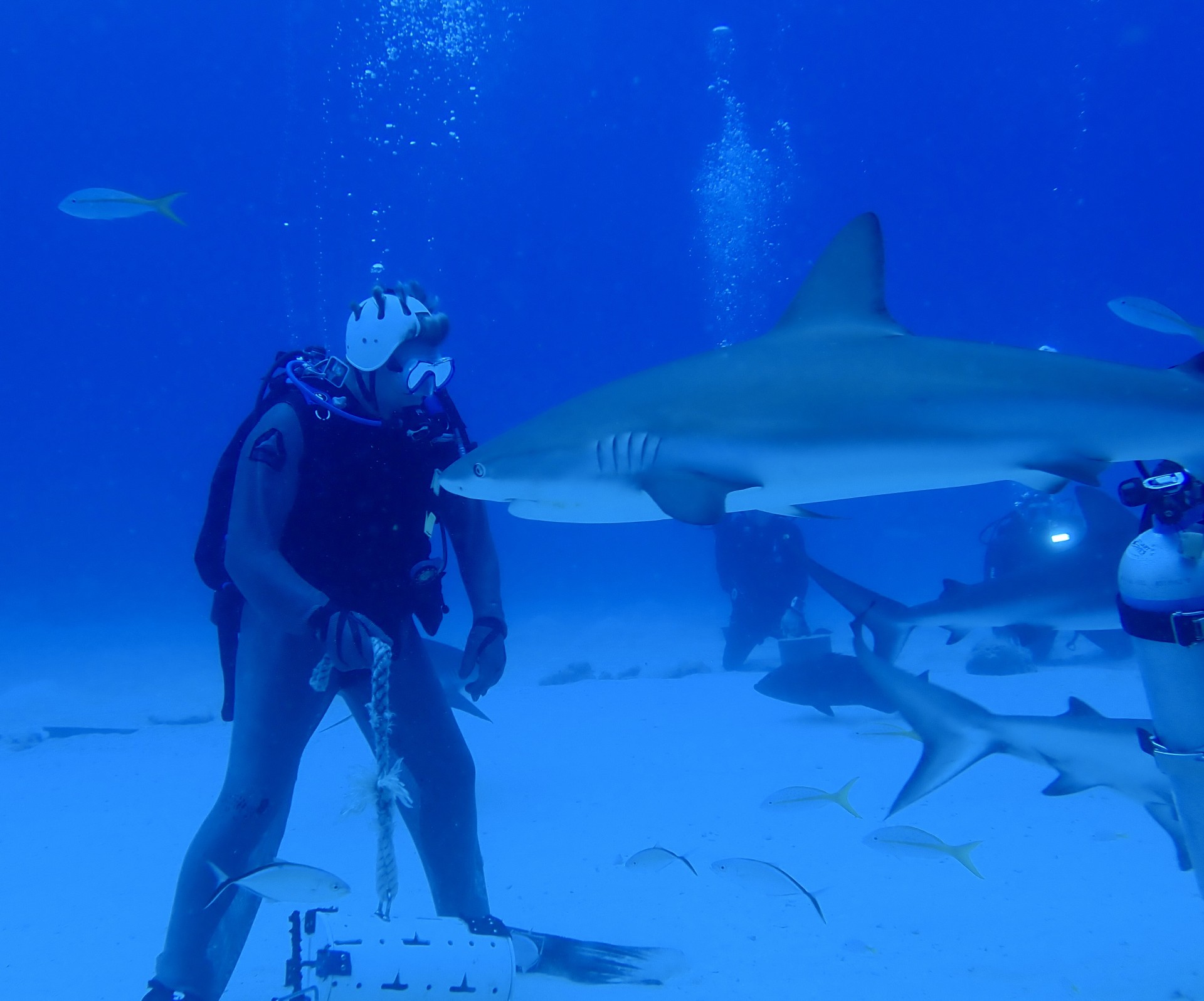 Shark expert says its safe in the water - masslive.com