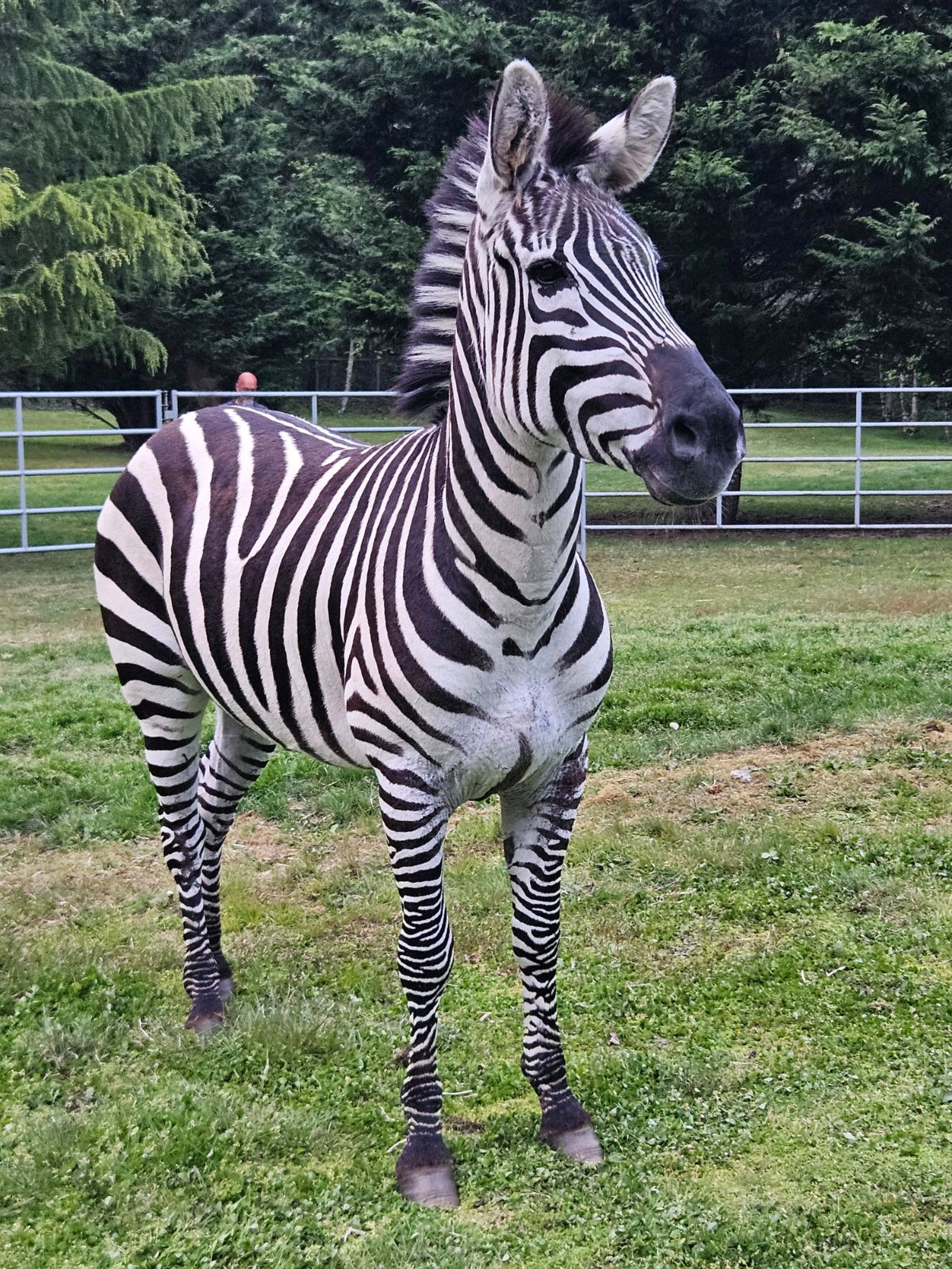 Sugar the runaway Washington Zebra - oregonlive.com
