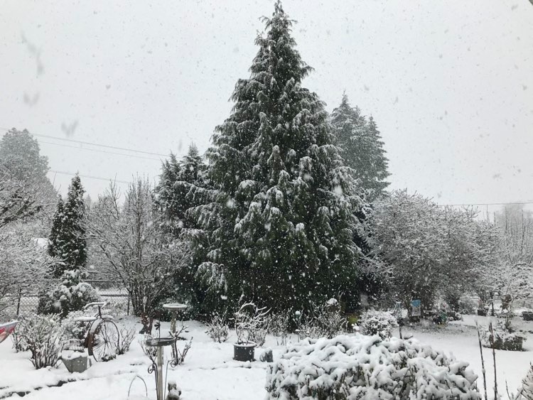 Portland metro area snow - oregonlive.com