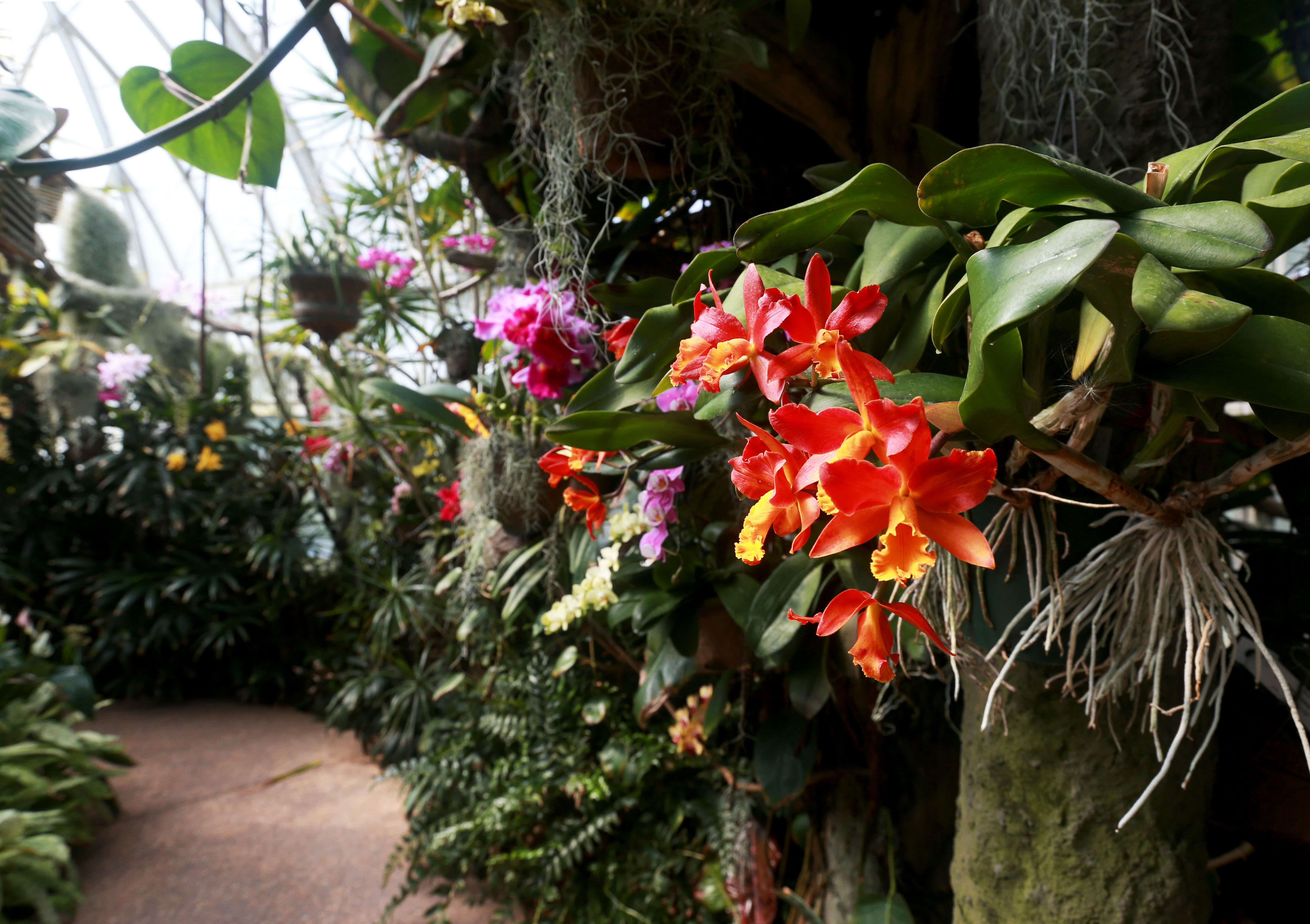 Orchids in full bloom - nj.com