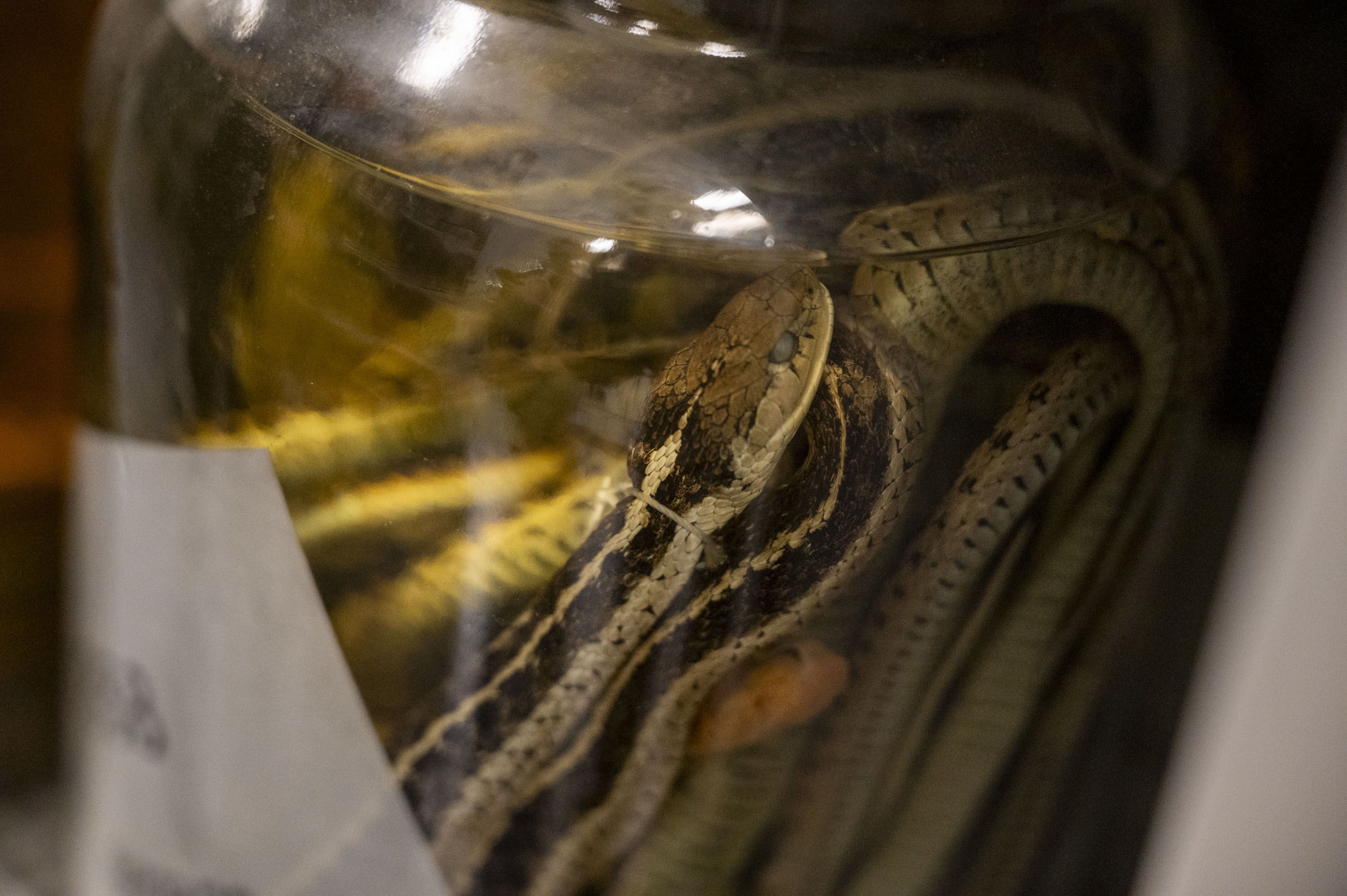 University of Michigan's snake collection - mlive.com
