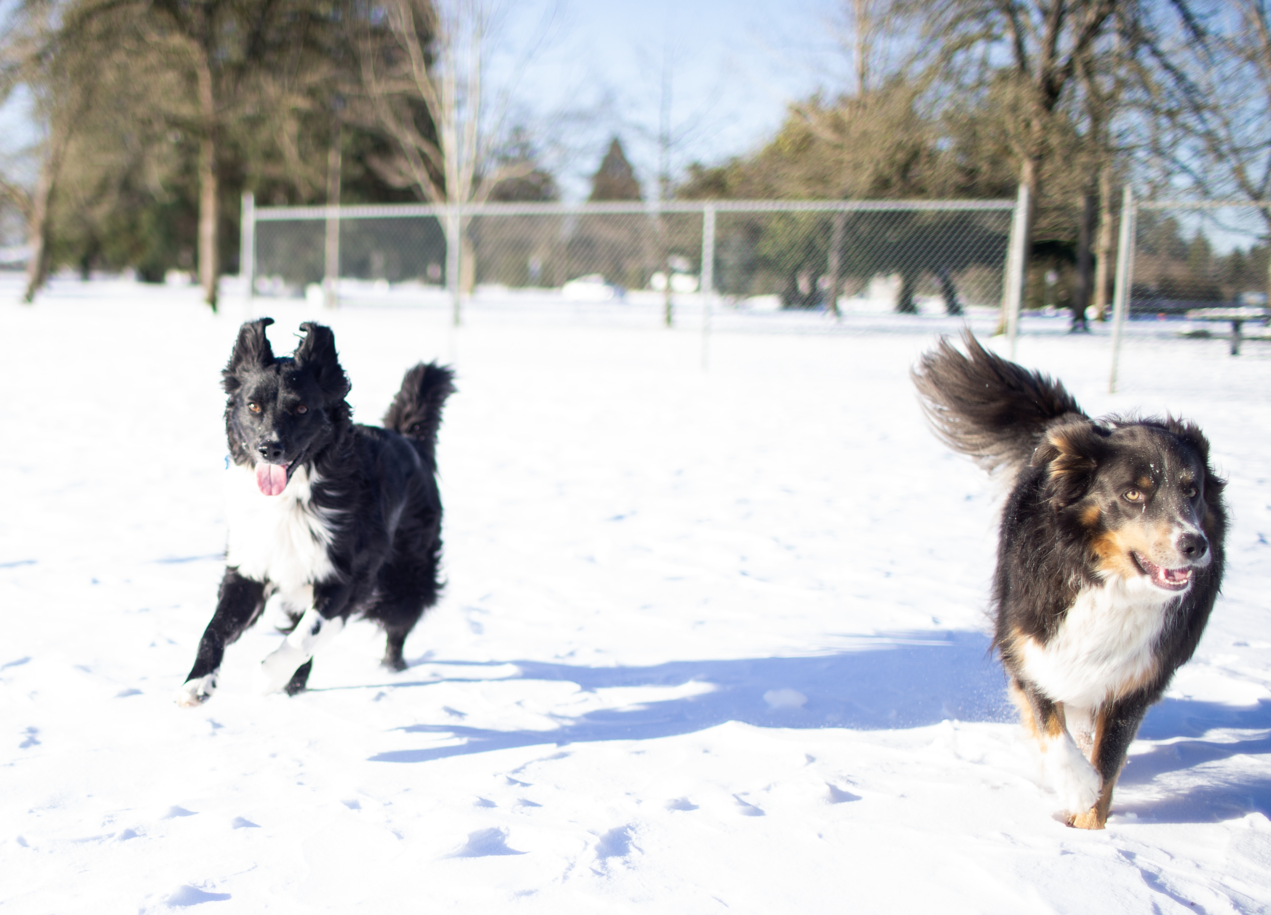 Snow in Portland: Friday, Feb. 24, 2023 - oregonlive.com