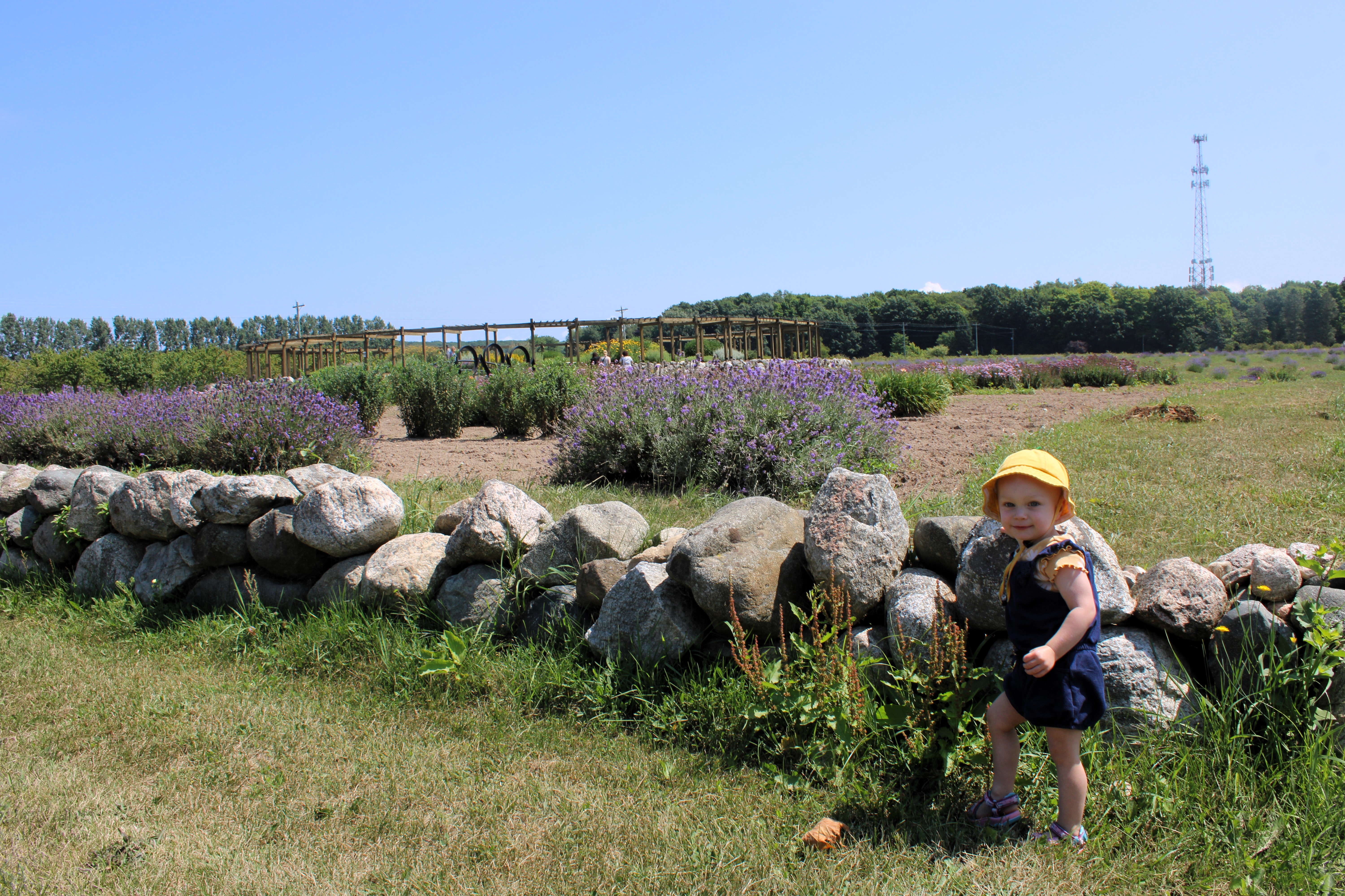 Lavender labyrinth is surprising treat at Michigan road-side market ...