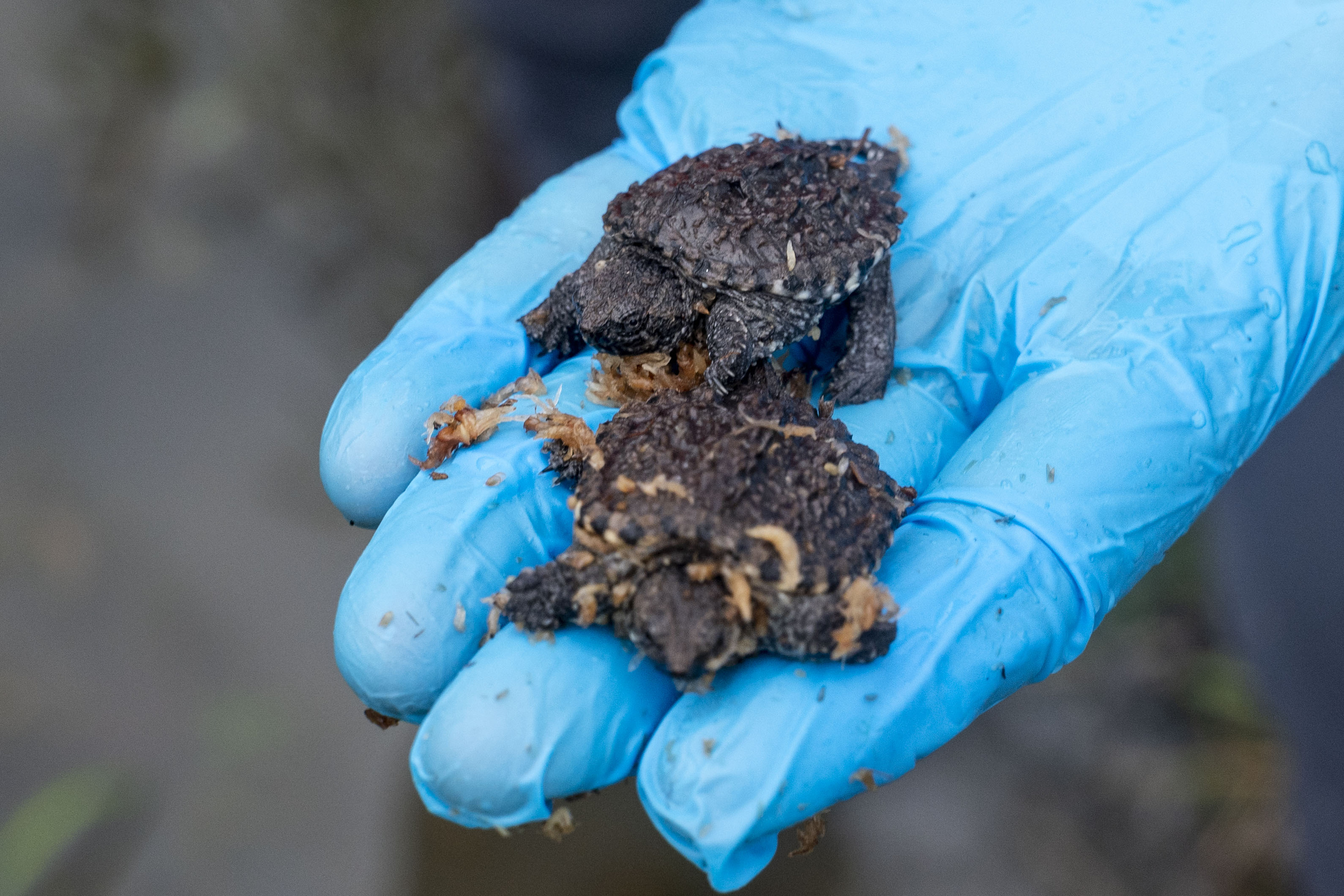 Turtles raised in captivity released into wetlands as part of ...