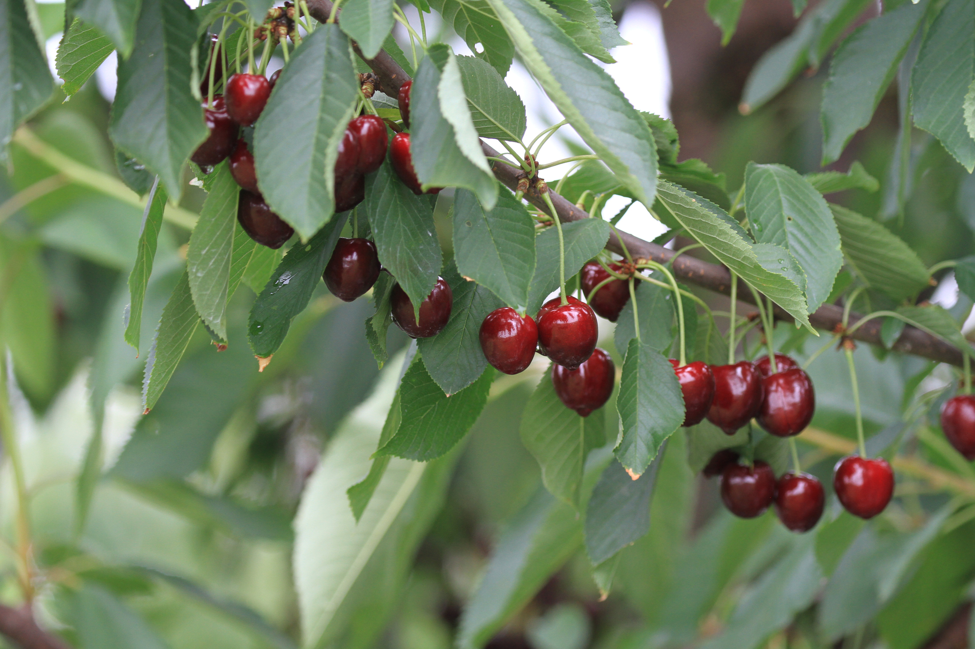 Quarry Hill Orchard in Berlin Heights - cleveland.com