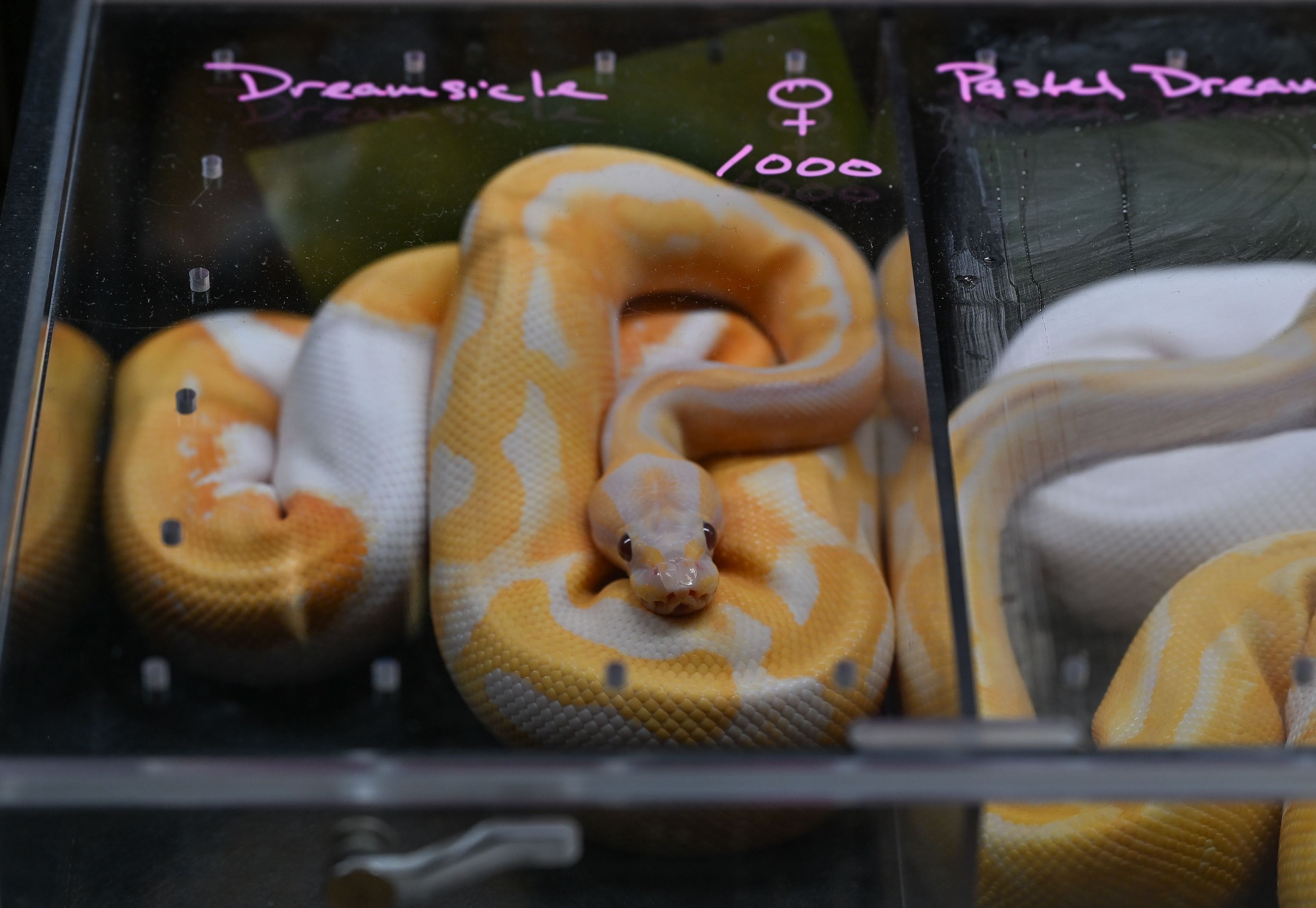 Reptiles slither into MassMutual show - masslive.com