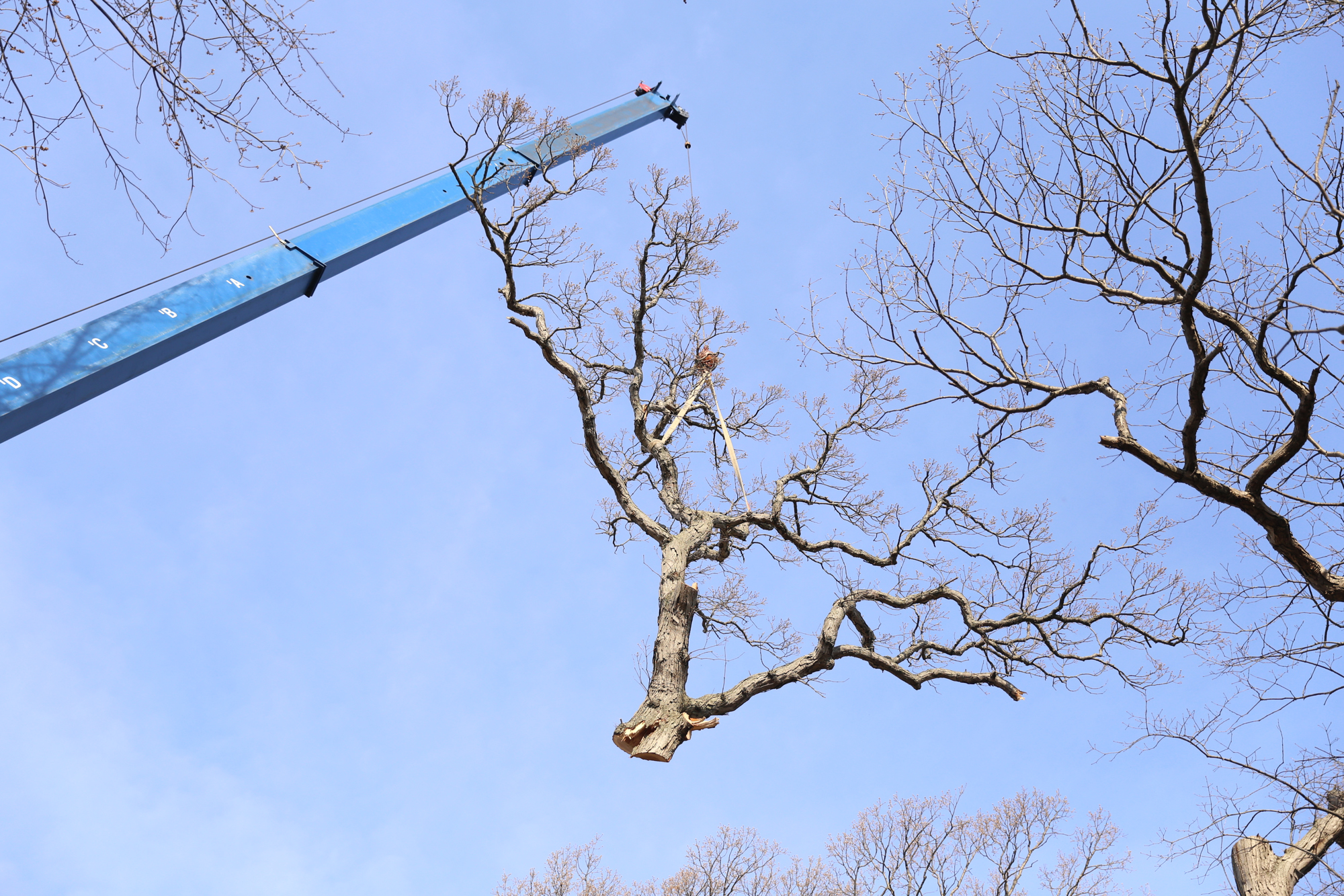 350-year-old oak tree cut down in Bay Village - cleveland.com