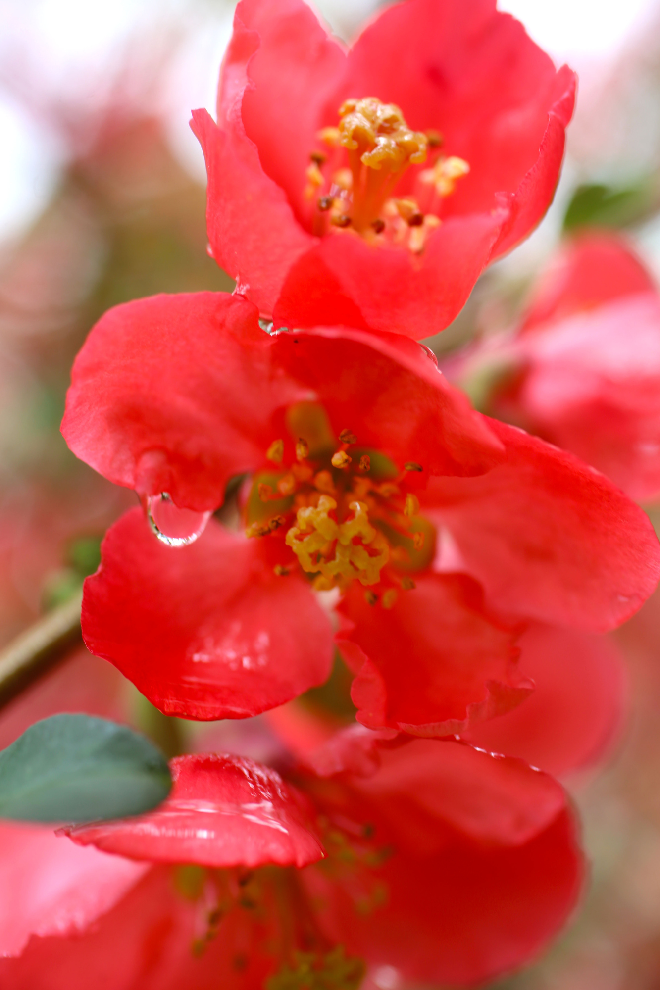 Lake View Cemetery in full bloom - cleveland.com