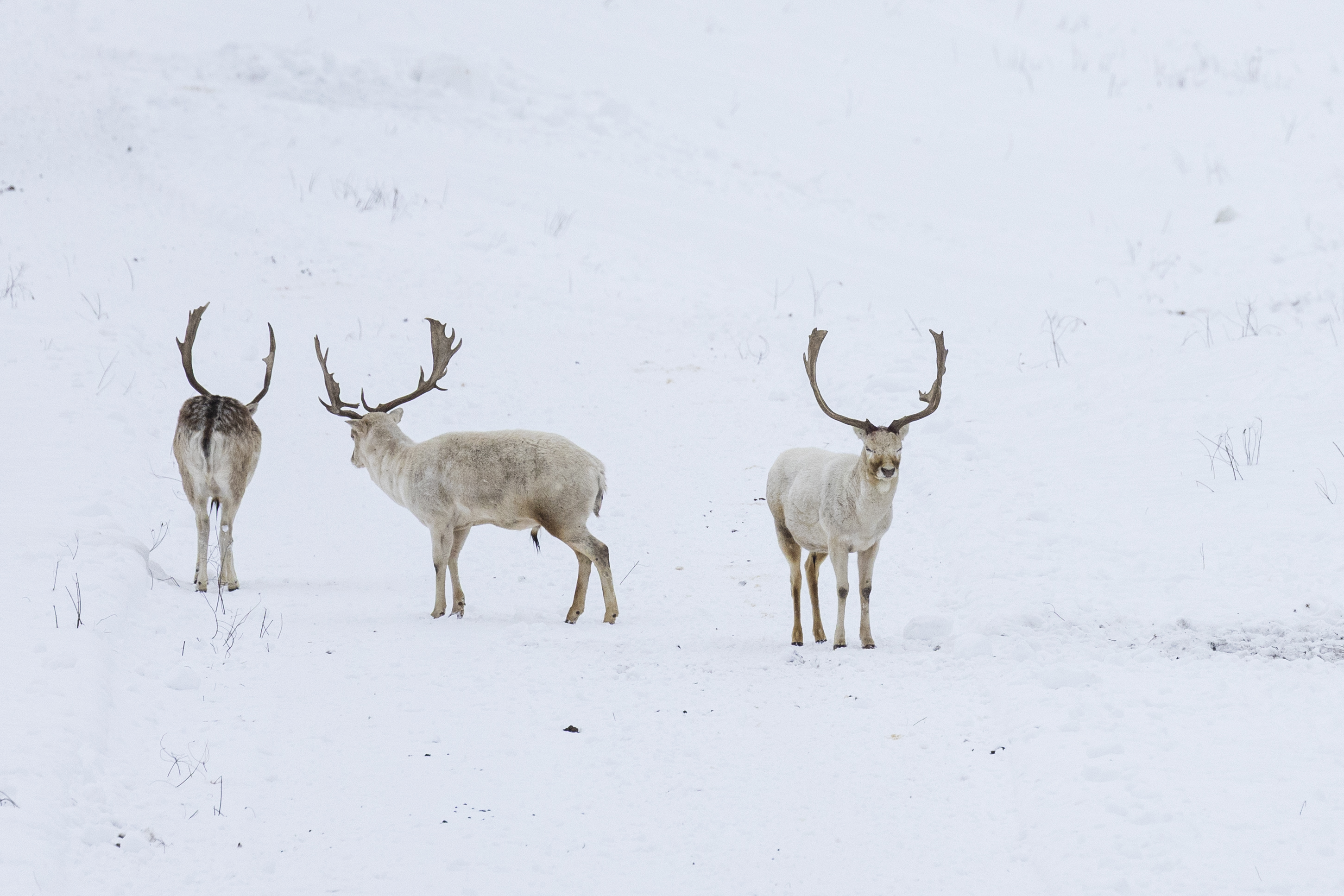 Elk View Park in Gaylord - mlive.com