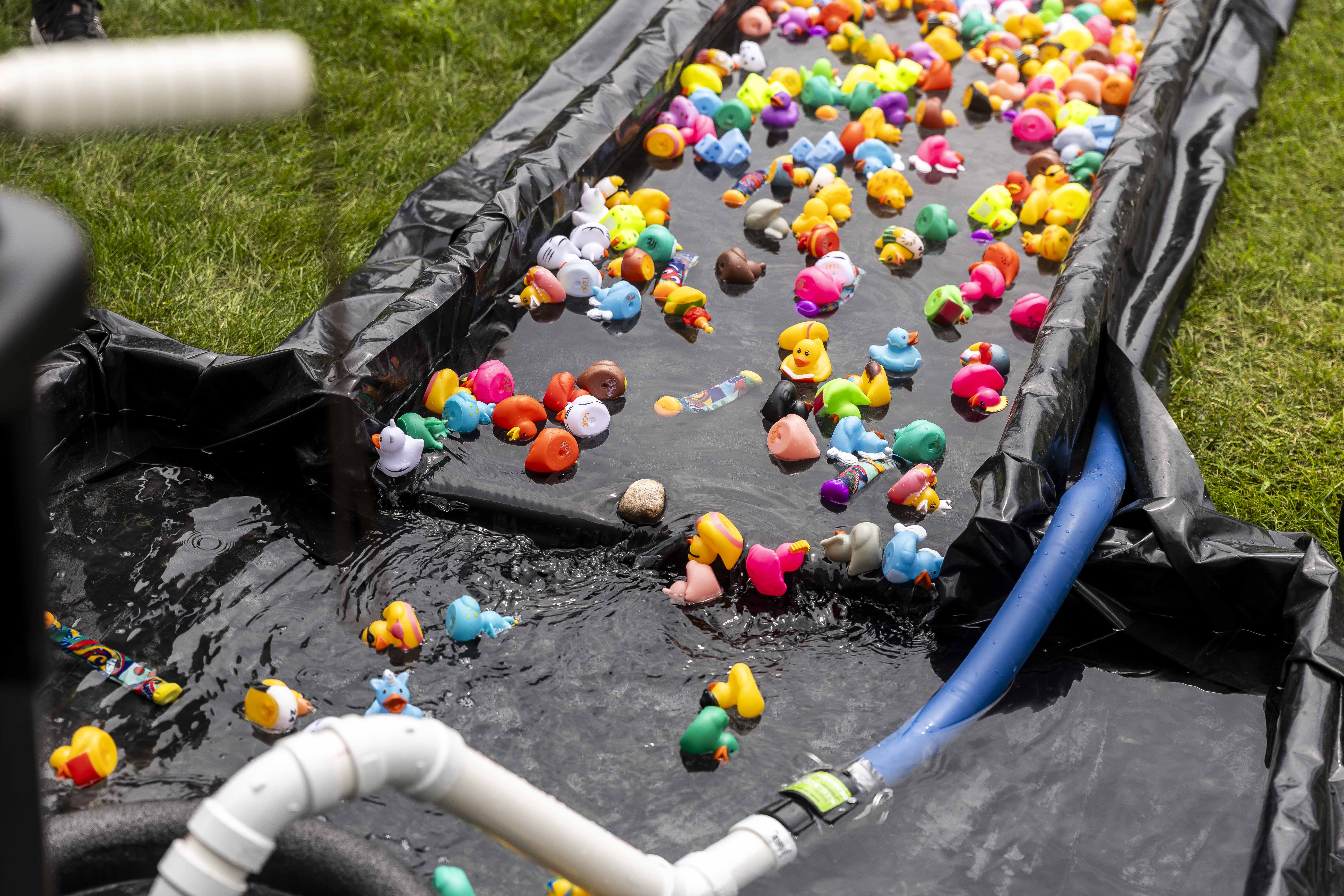 Douglas Duck Dash brings family fun to Saugatuck Venetian Festival ...