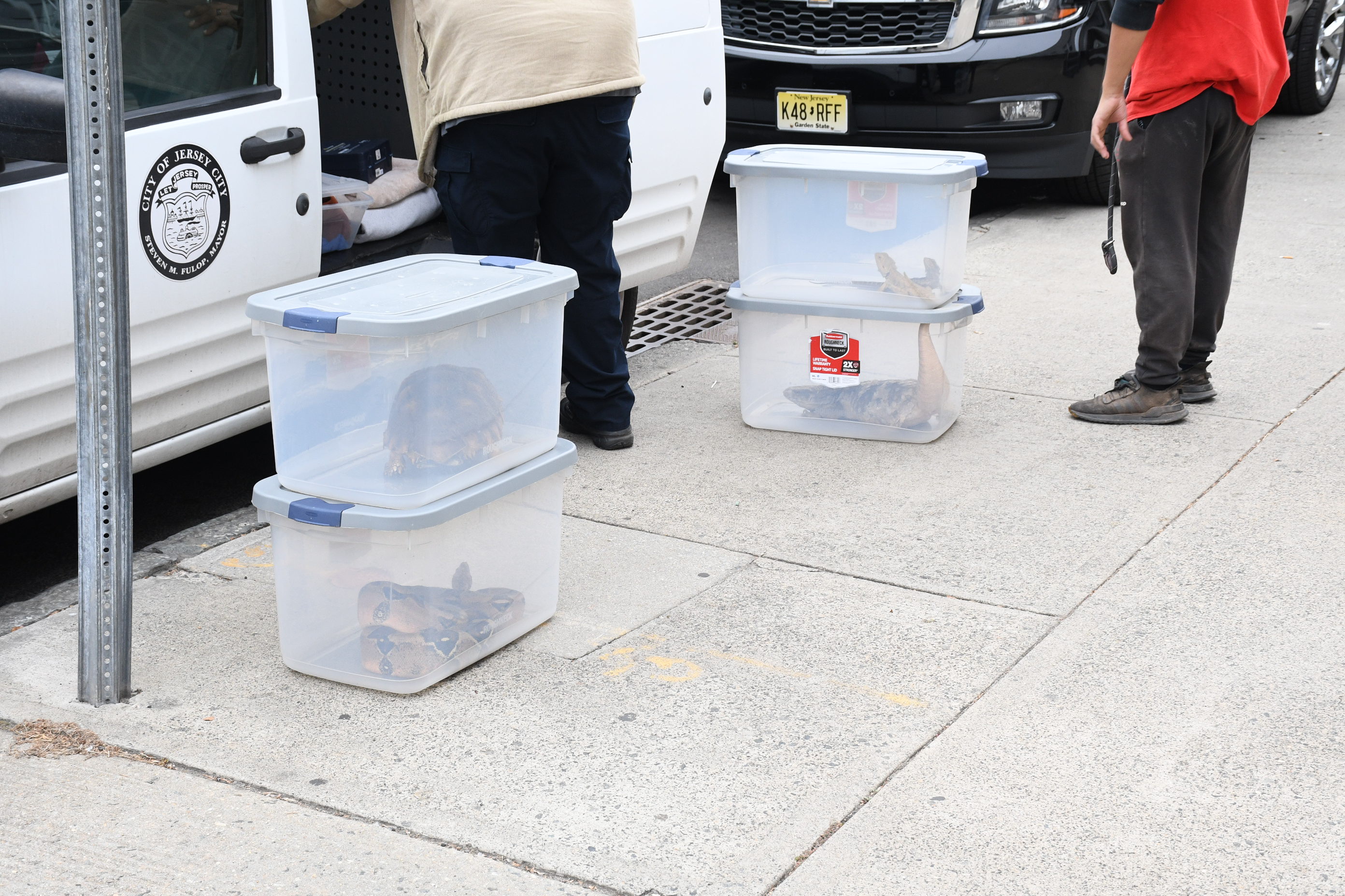 Authorities seize dogs, lizards from Jersey City home described as an ...