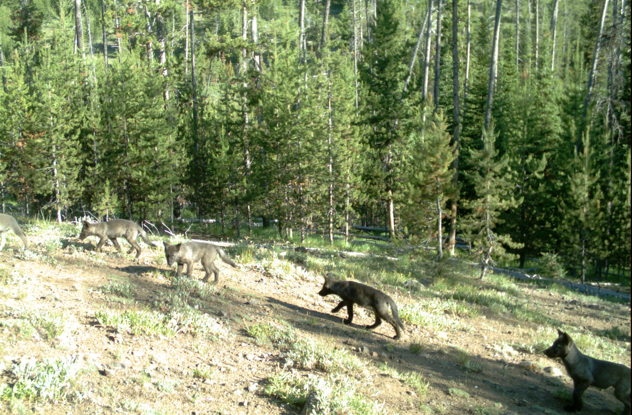 Wolves in Oregon - oregonlive.com