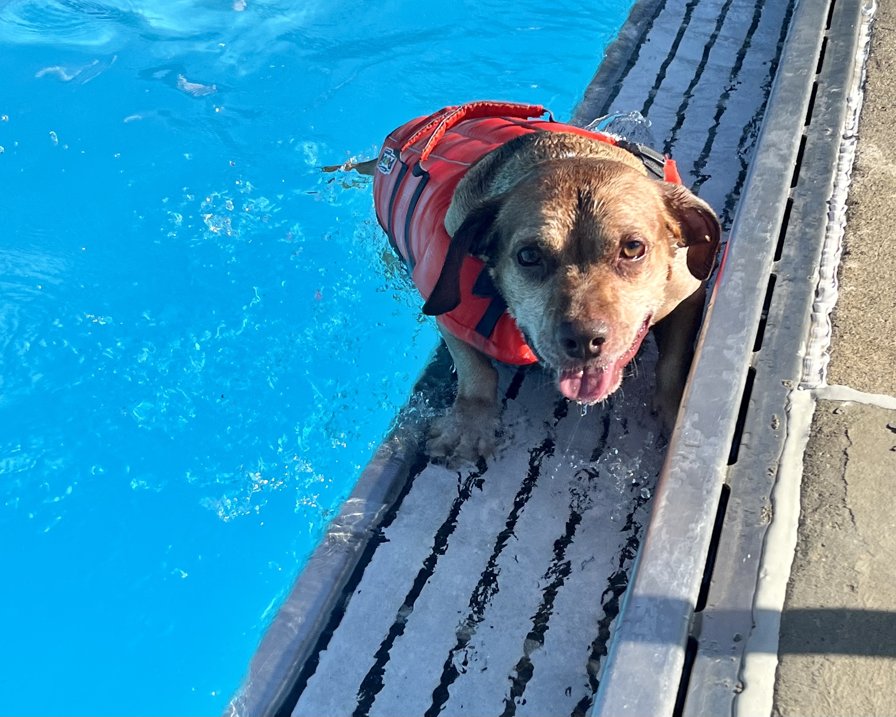 Dog swim at Lakewood's Madison Park - cleveland.com