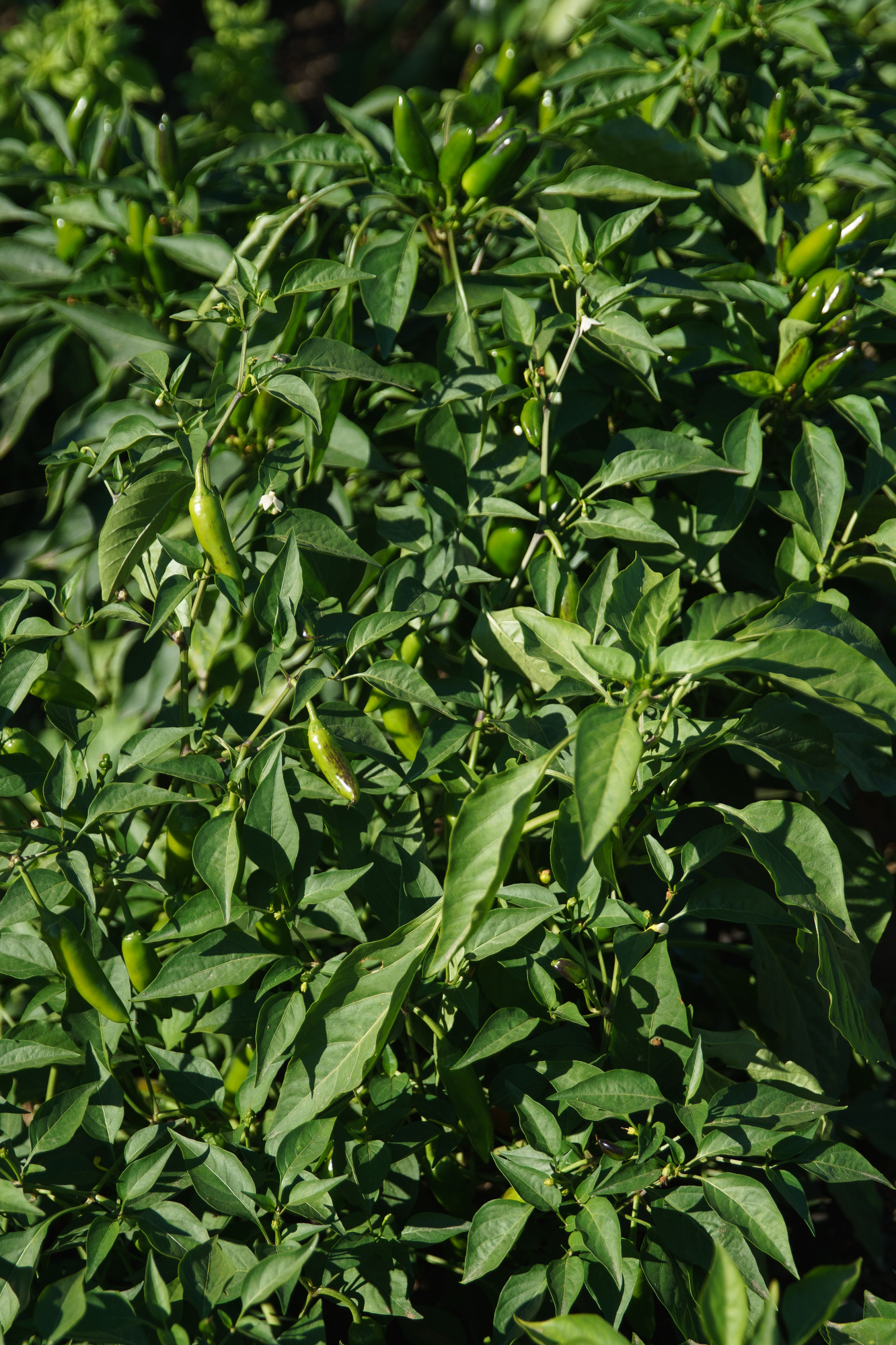 Native American Youth and Family Center's community garden - oregonlive.com